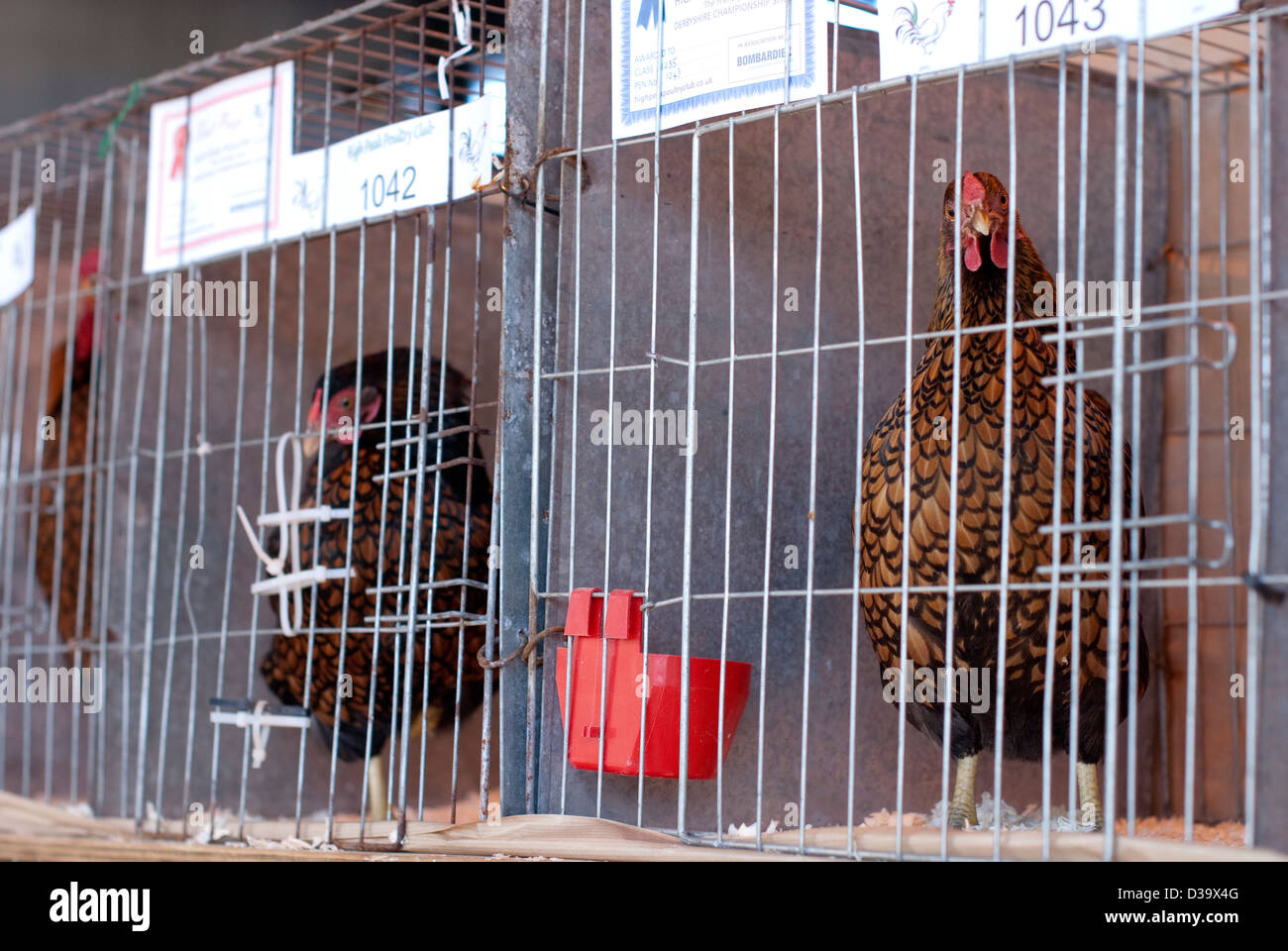 chickens on display at a country poultry show Stock Photo - Alamy