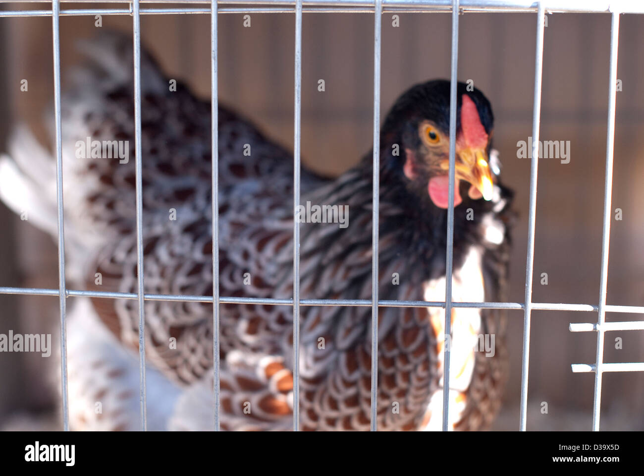 A chicken in the sunlight at a poultry show Stock Photo - Alamy