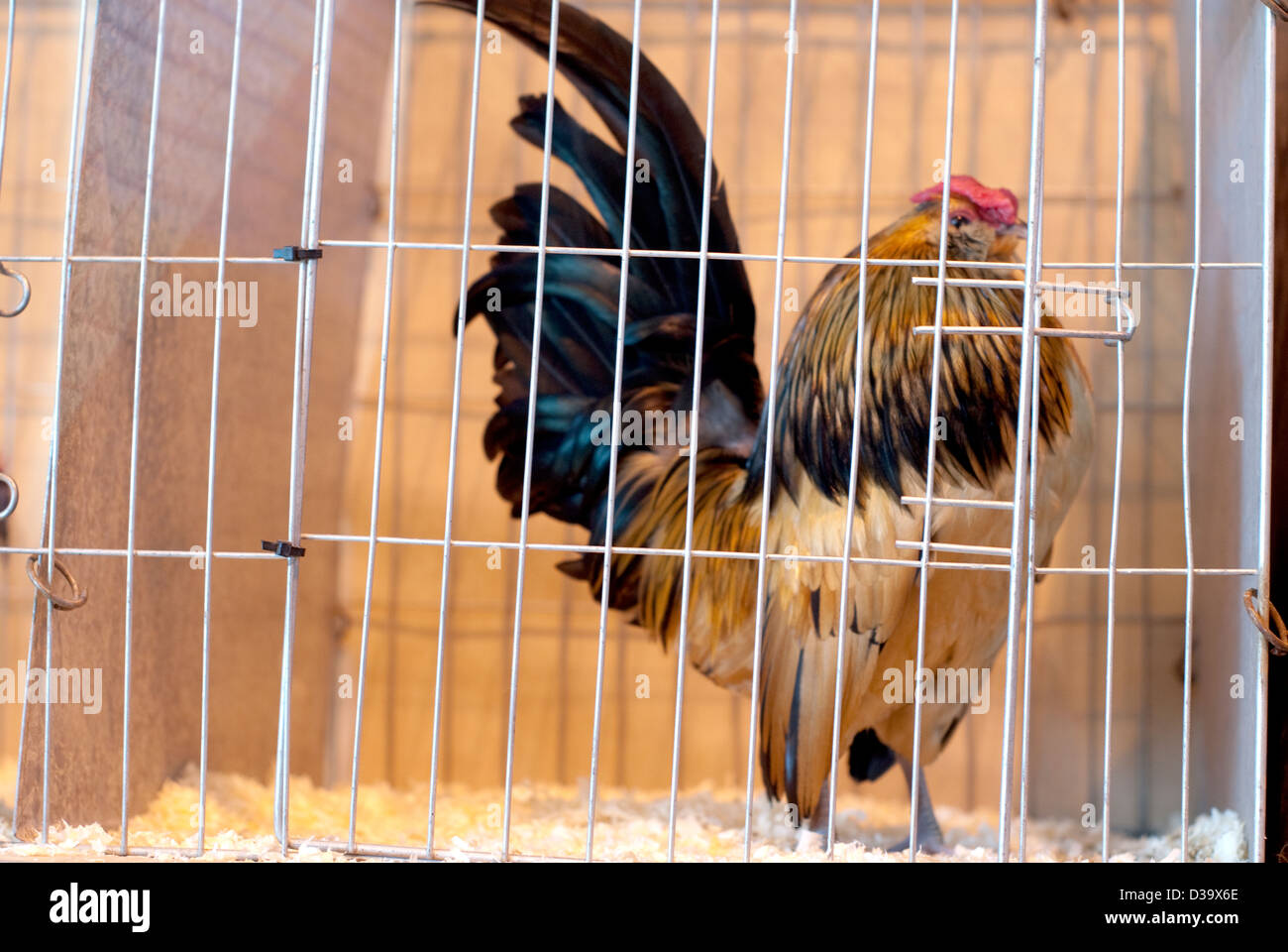 a cockerel or rooster on display at a country poultry show Stock Photo ...