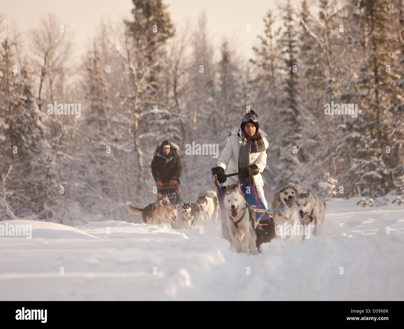 Huskies pulling sleds along snow, Lapland Stock Photo - Alamy