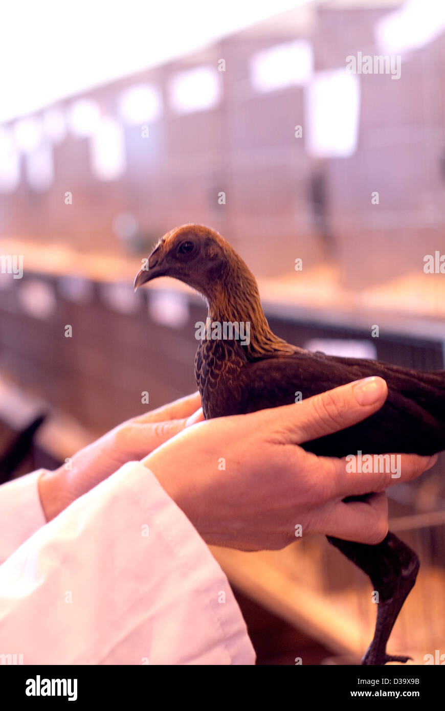 Poultry show cages hi-res stock photography and images - Alamy