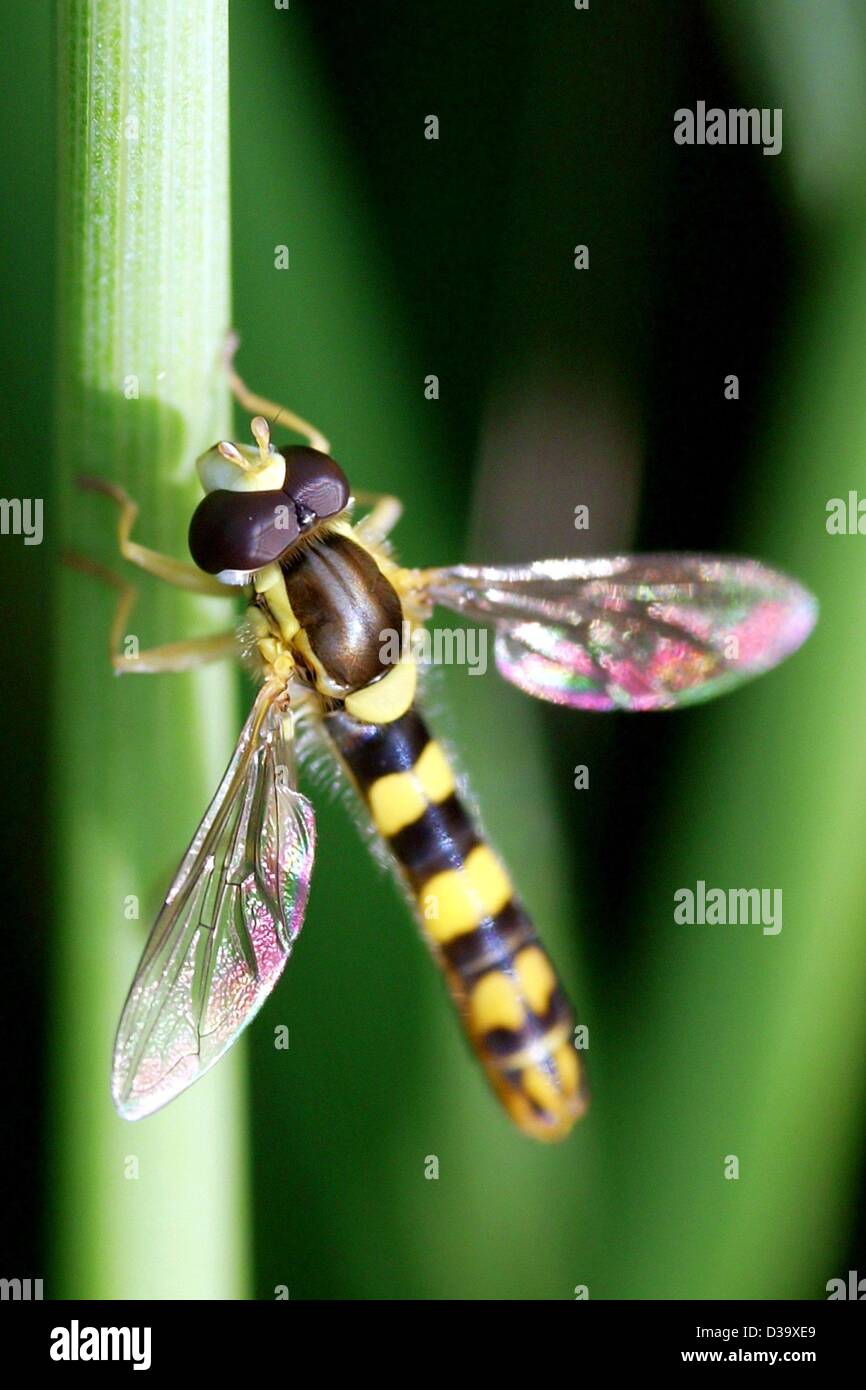Syrphidae diptera hi-res stock photography and images - Alamy