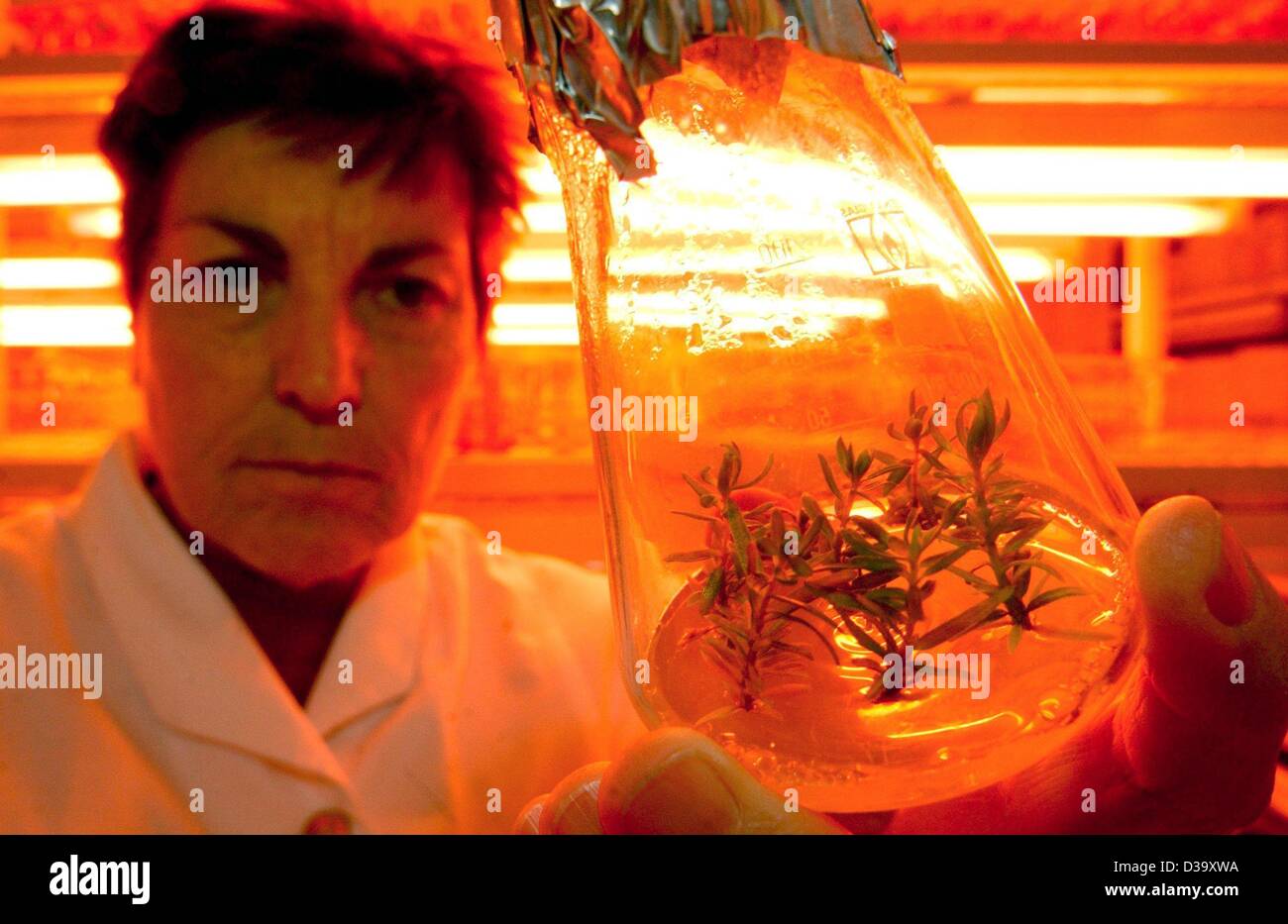 Single yew tree hi-res stock photography and images - Alamy