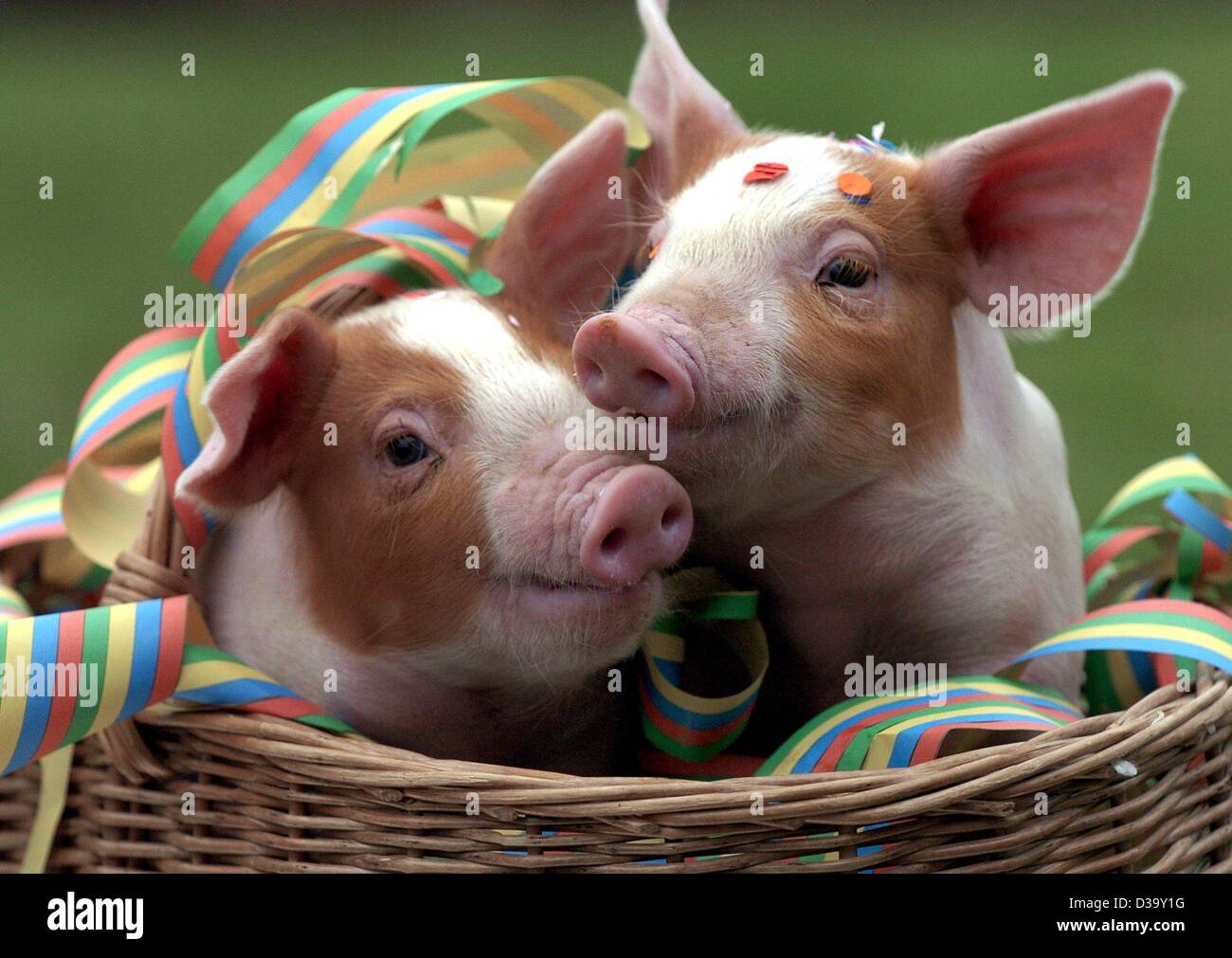 Cavort hi-res stock photography and images - Alamy