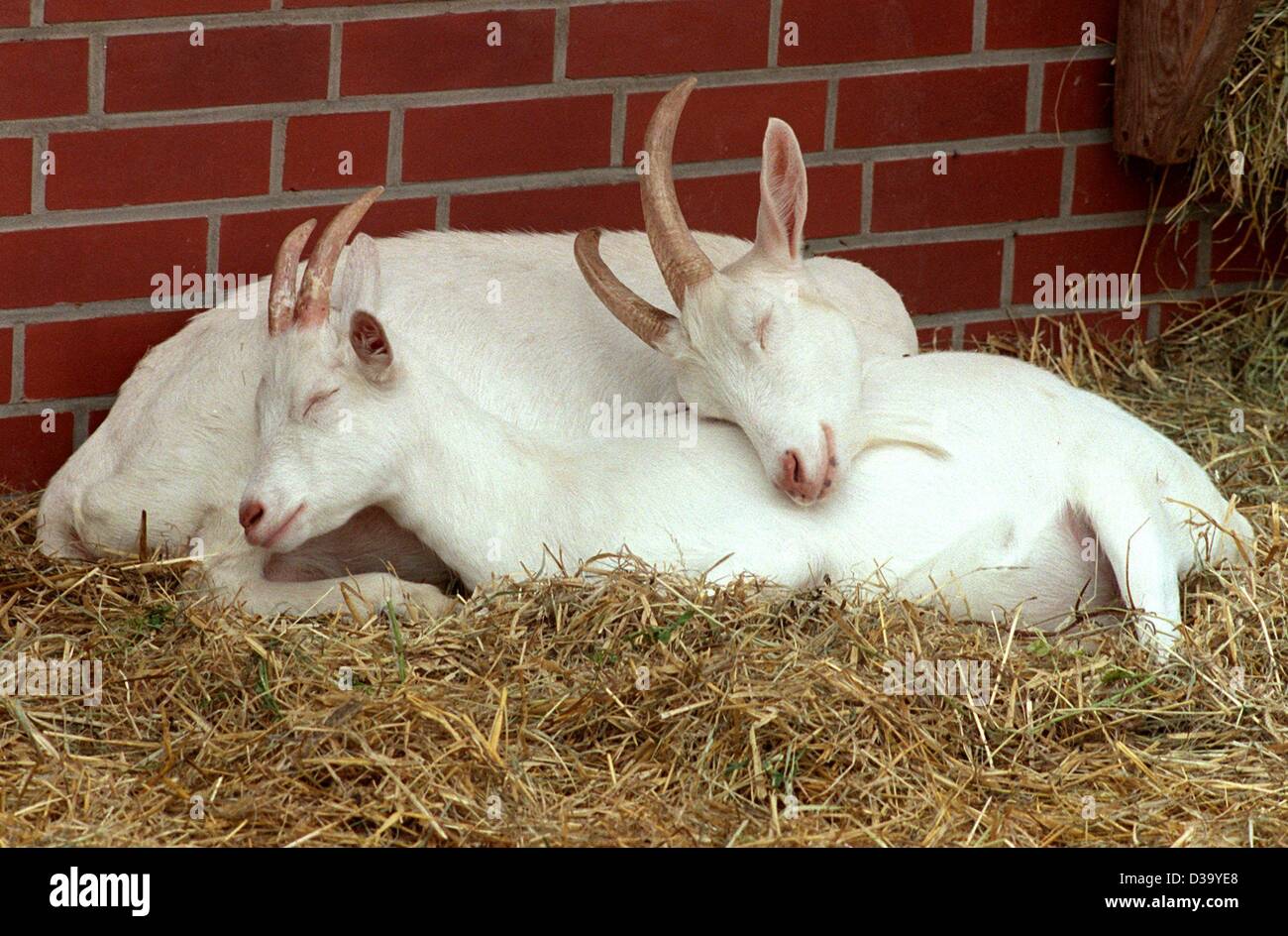 Goat Sleeping In Snow
