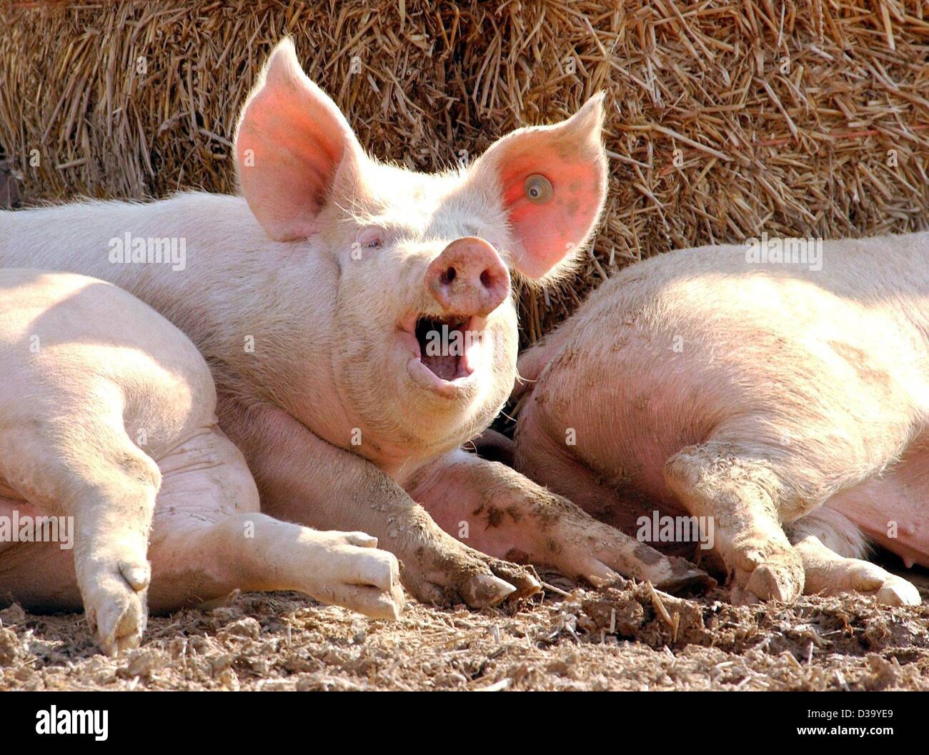 Pig yawning hi-res stock photography and images - Alamy