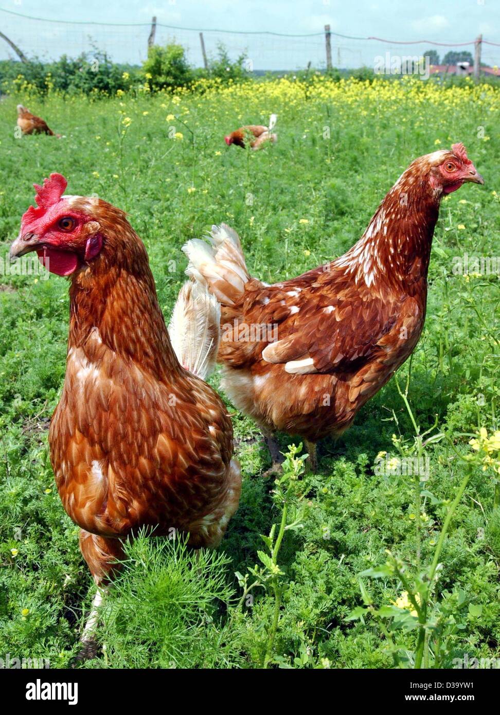 Meadow run farm hi-res stock photography and images - Alamy