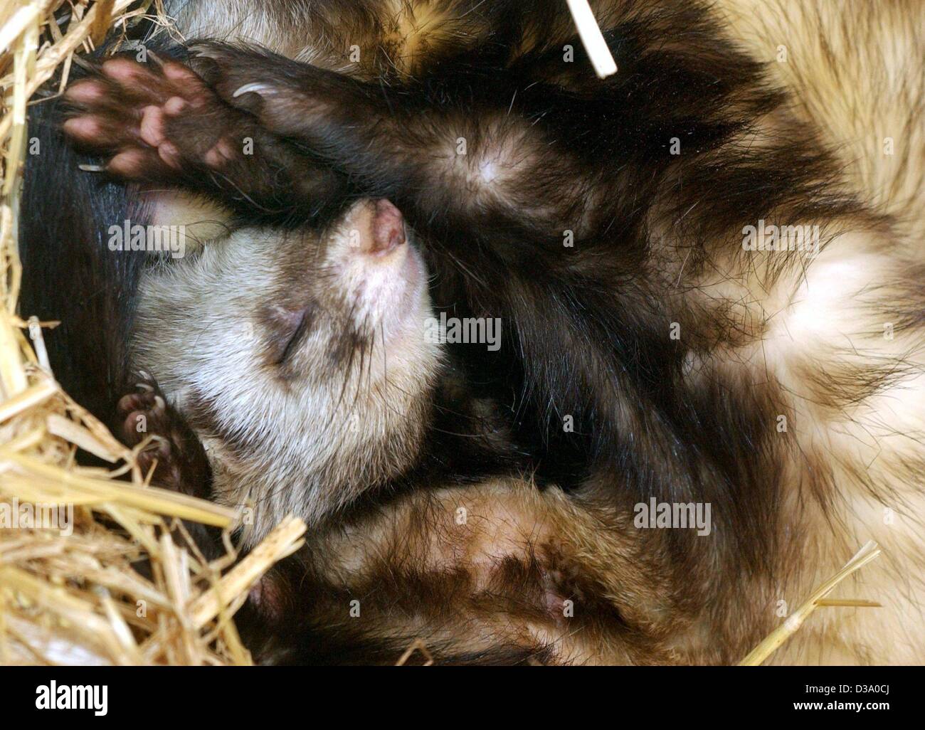 (dpa) - Two ferrets are cuddling together as they sleep in their cage during an exhibition of ...