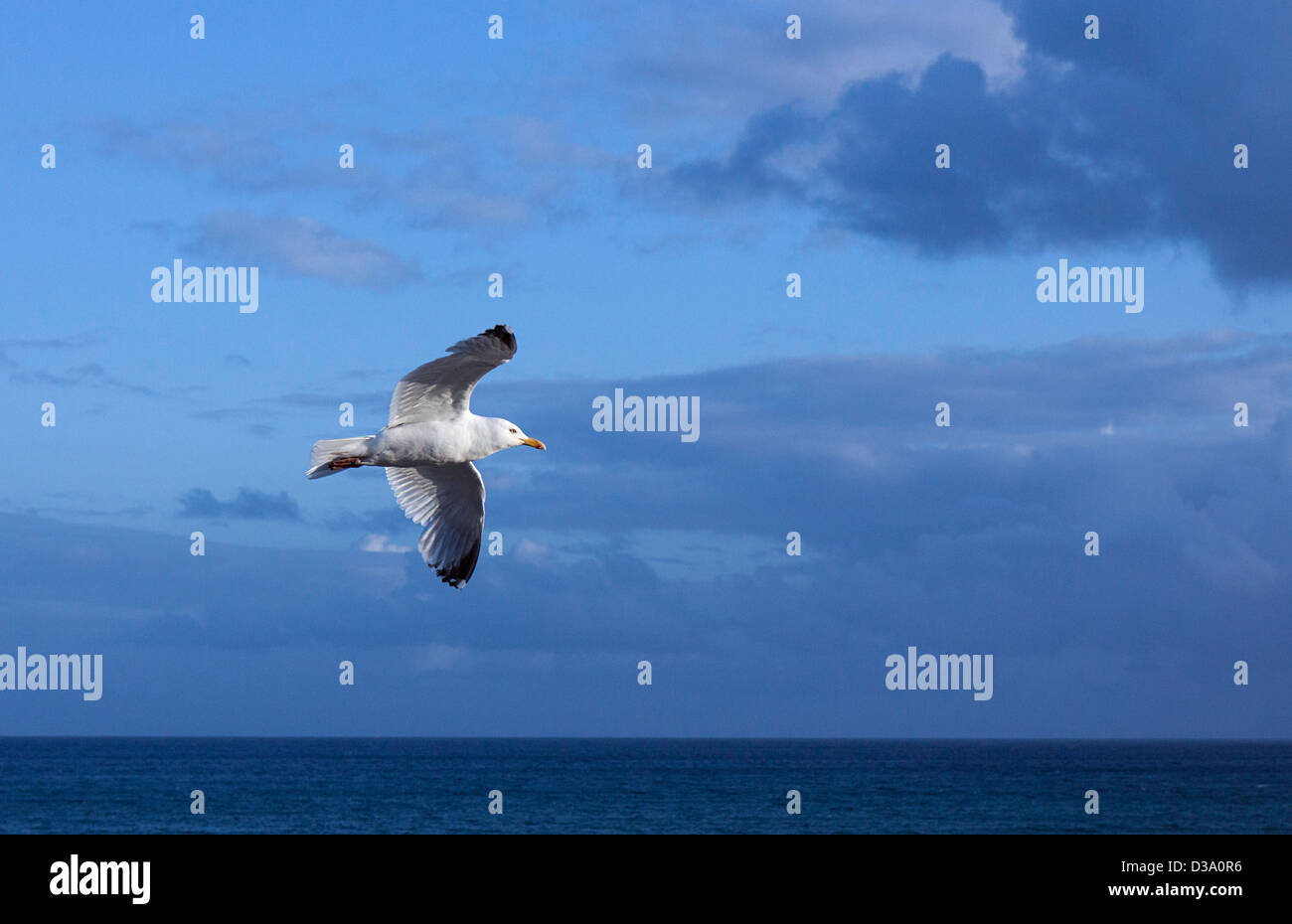 Gull with grey wings hi-res stock photography and images - Alamy