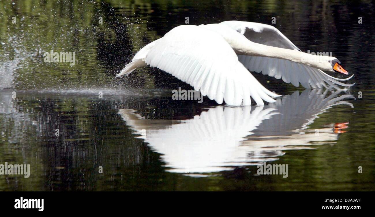 Vain animals hi-res stock photography and images - Alamy