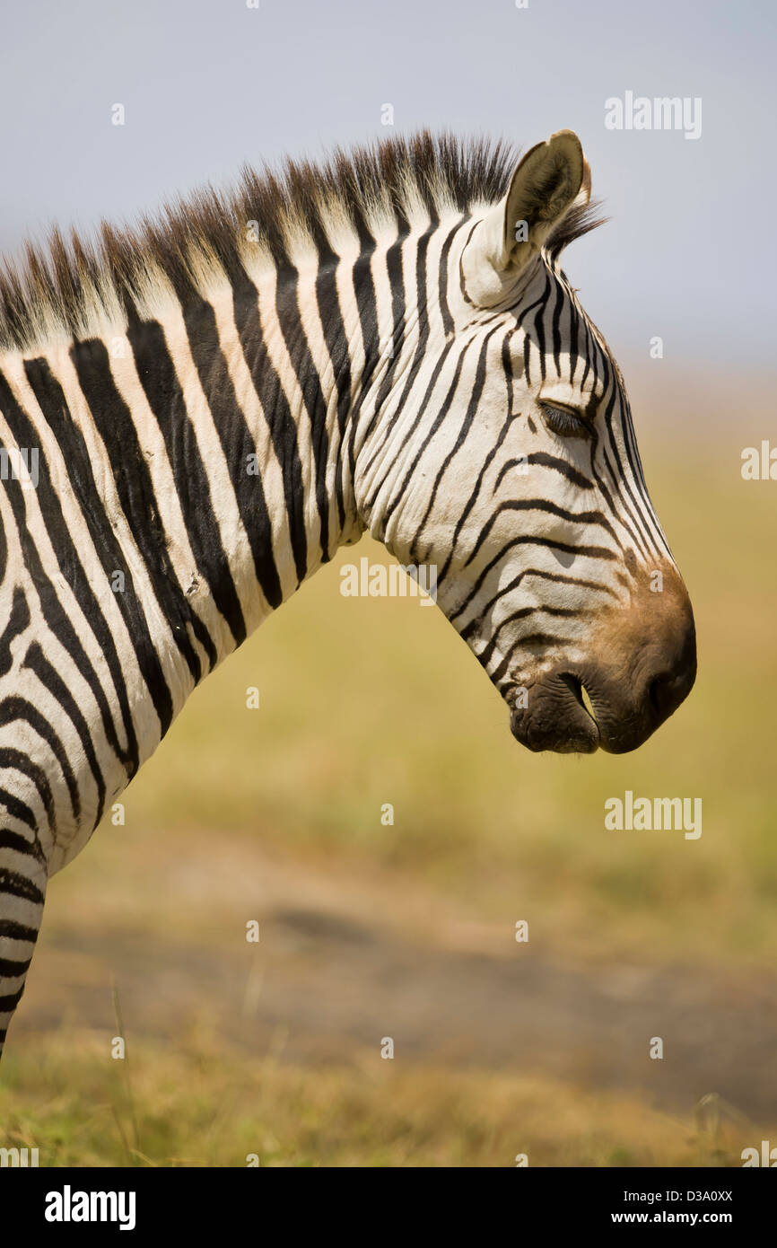 portrait of a zebra Stock Photo - Alamy