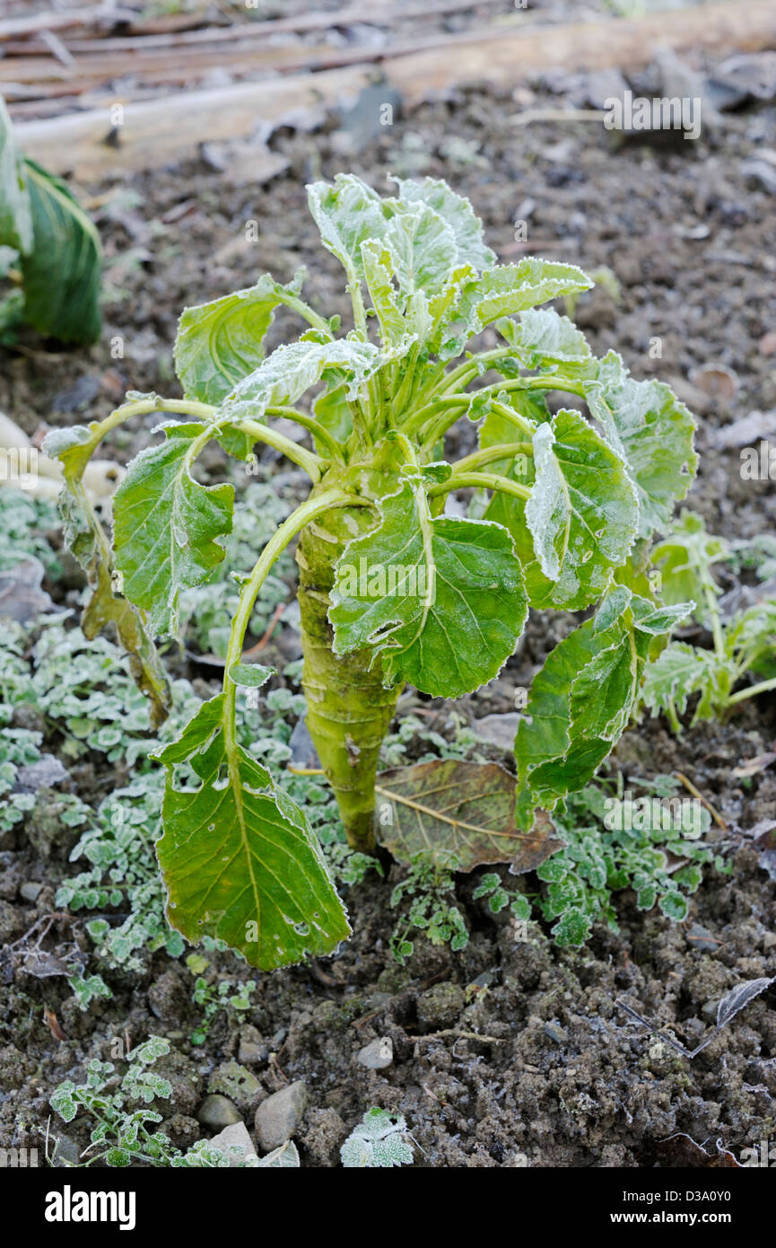 Brassica oleracea, Kohl rabi "Superschmelz" standing in frost, Wales ...