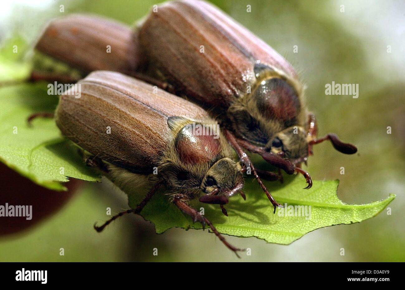 Cockchafers hi-res stock photography and images - Alamy