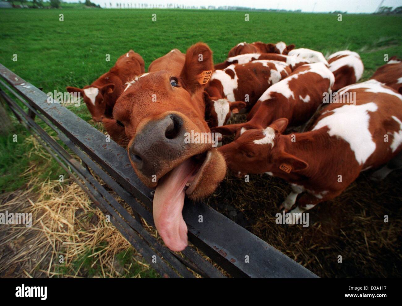 Mad cow disease hi-res stock photography and images - Alamy