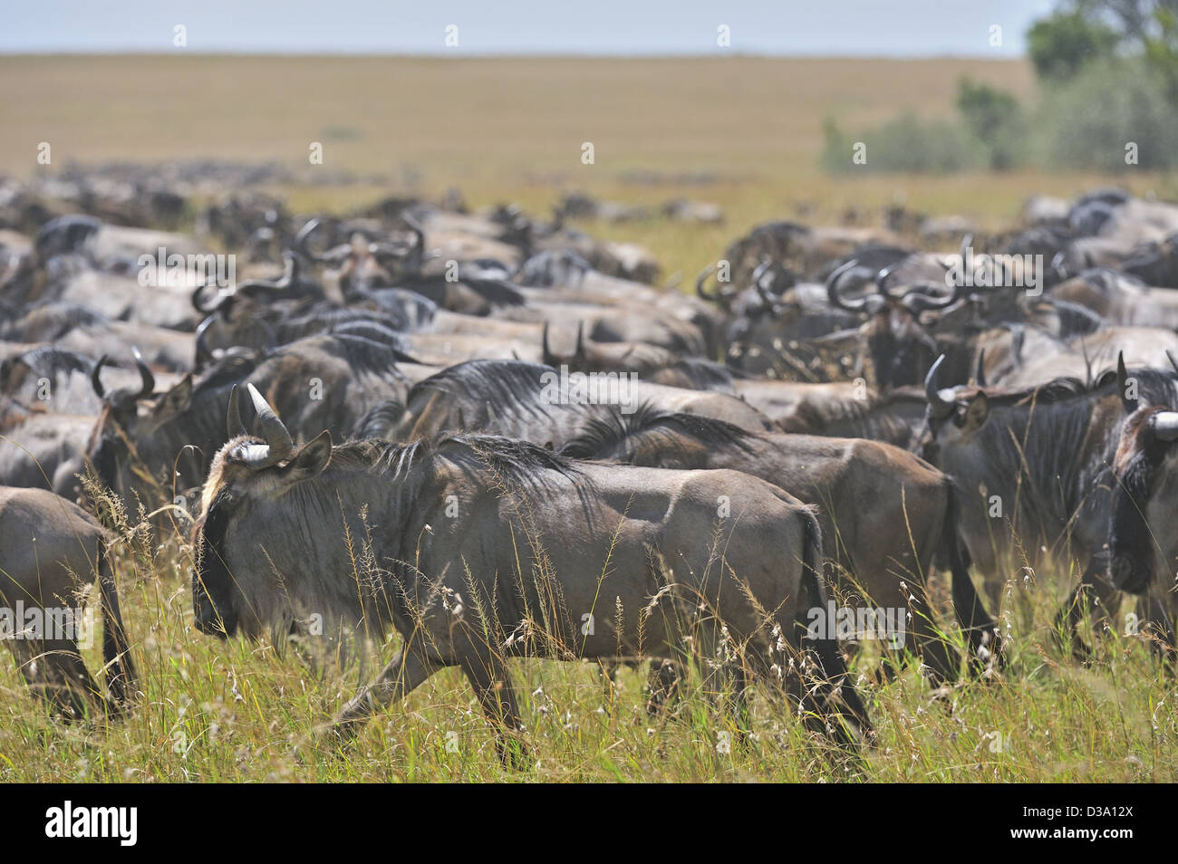 Wildebeest (or wildebeest, wildebeests or wildebai, gnu) on the run in ...