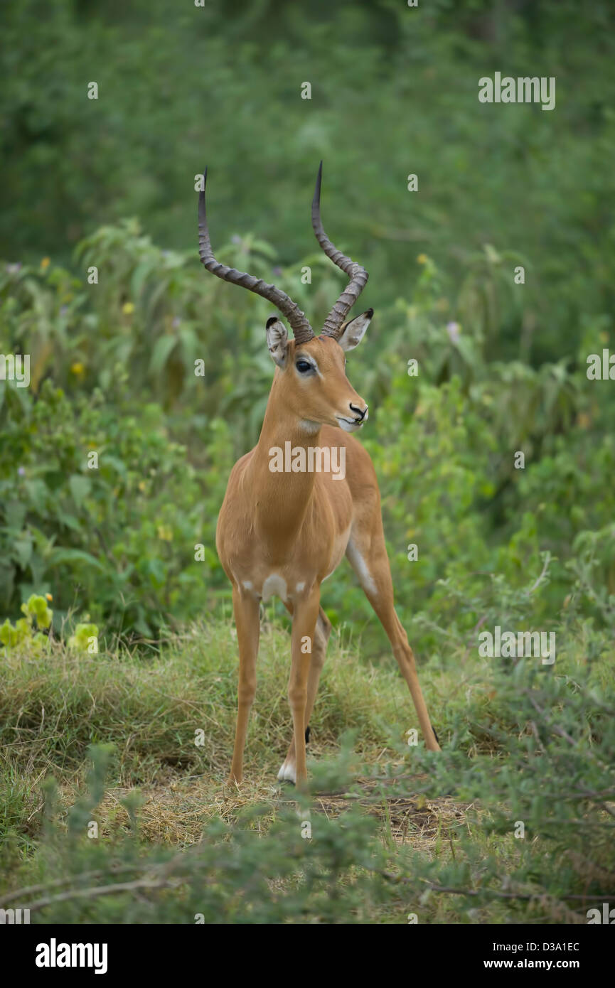 Impala africa hi-res stock photography and images - Alamy