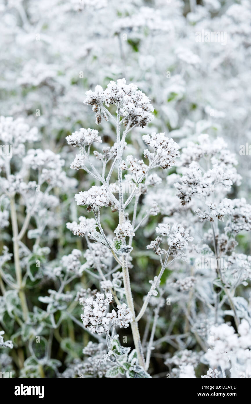 Winter garden seedheads hi-res stock photography and images - Alamy