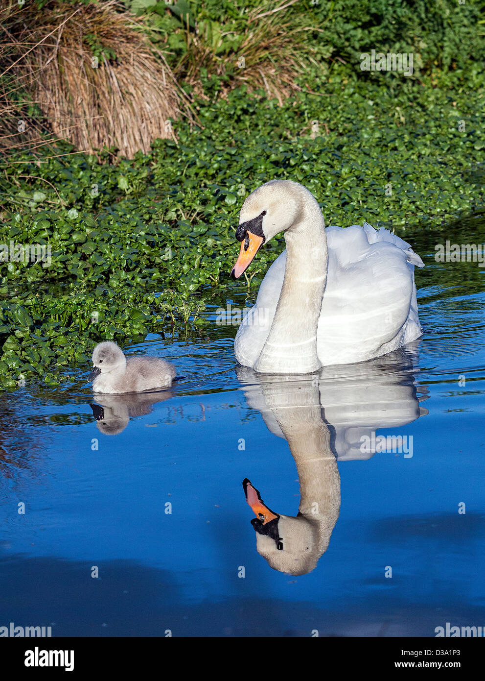 Swan Of The Avon High Resolution Stock Photography and Images - Alamy