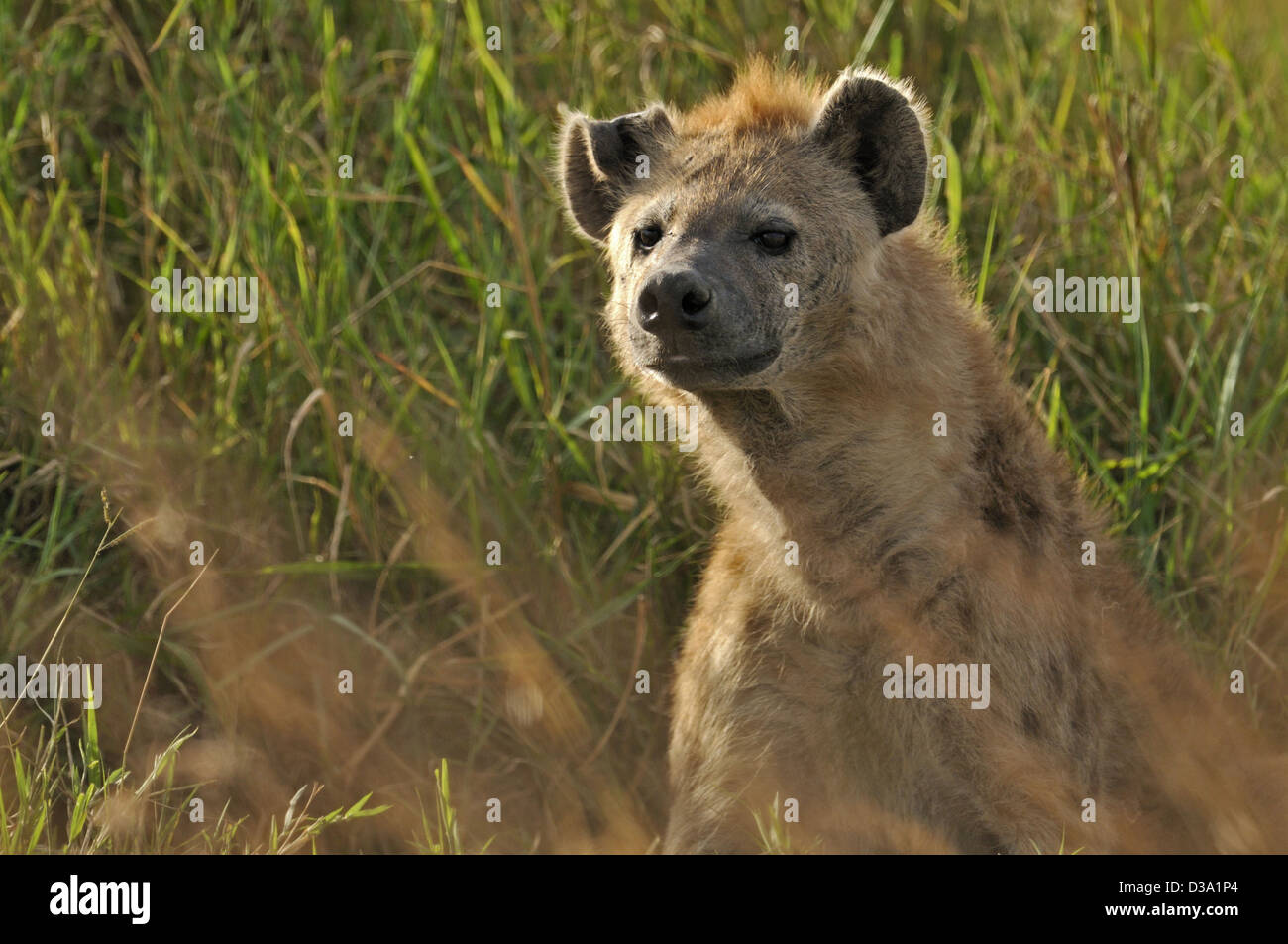 Spotted hyena (Crocuta crocuta) also known as laughing hyena in Masai Mara, Kenya Stock Photo ...