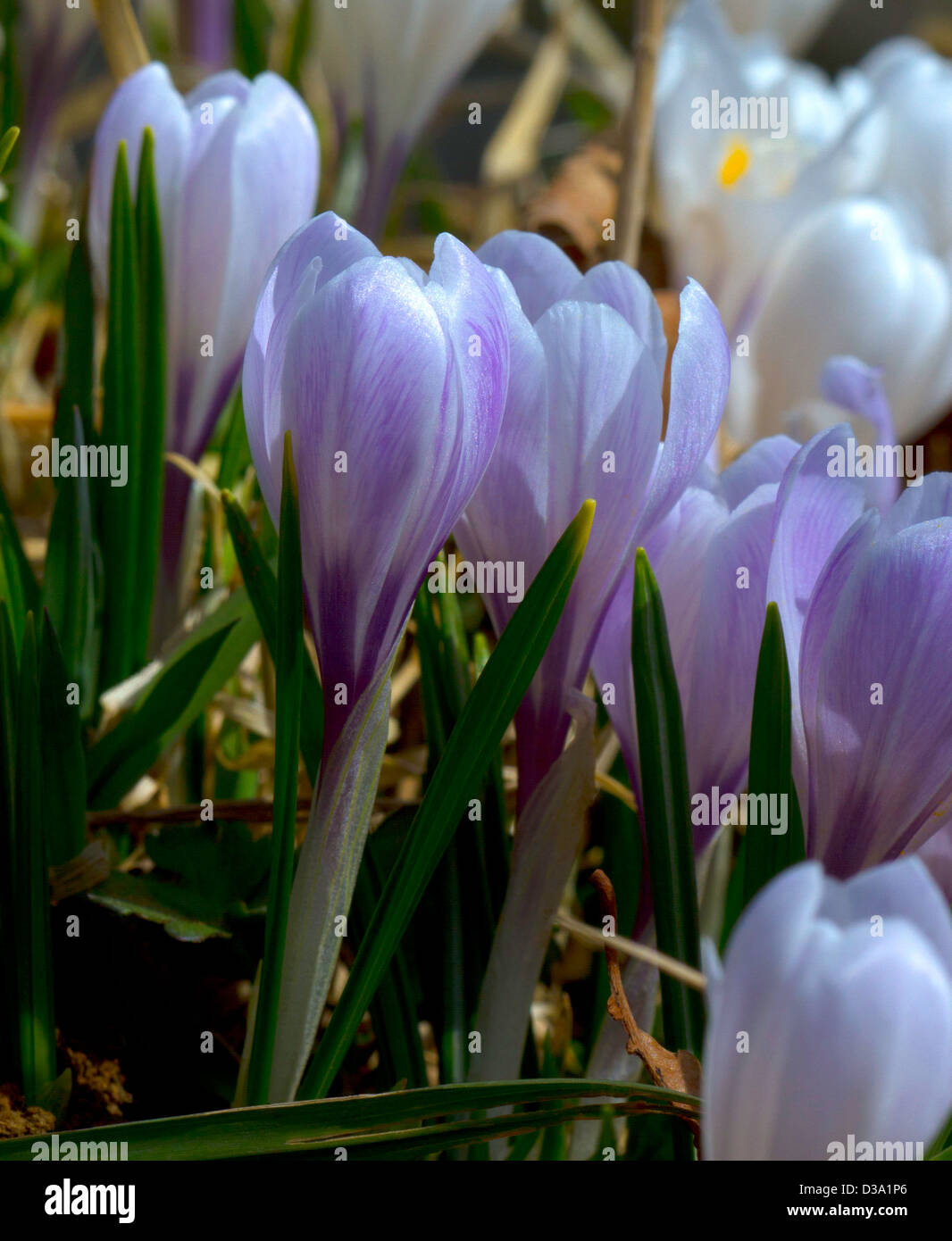 Spring crocus blooms hi-res stock photography and images - Alamy