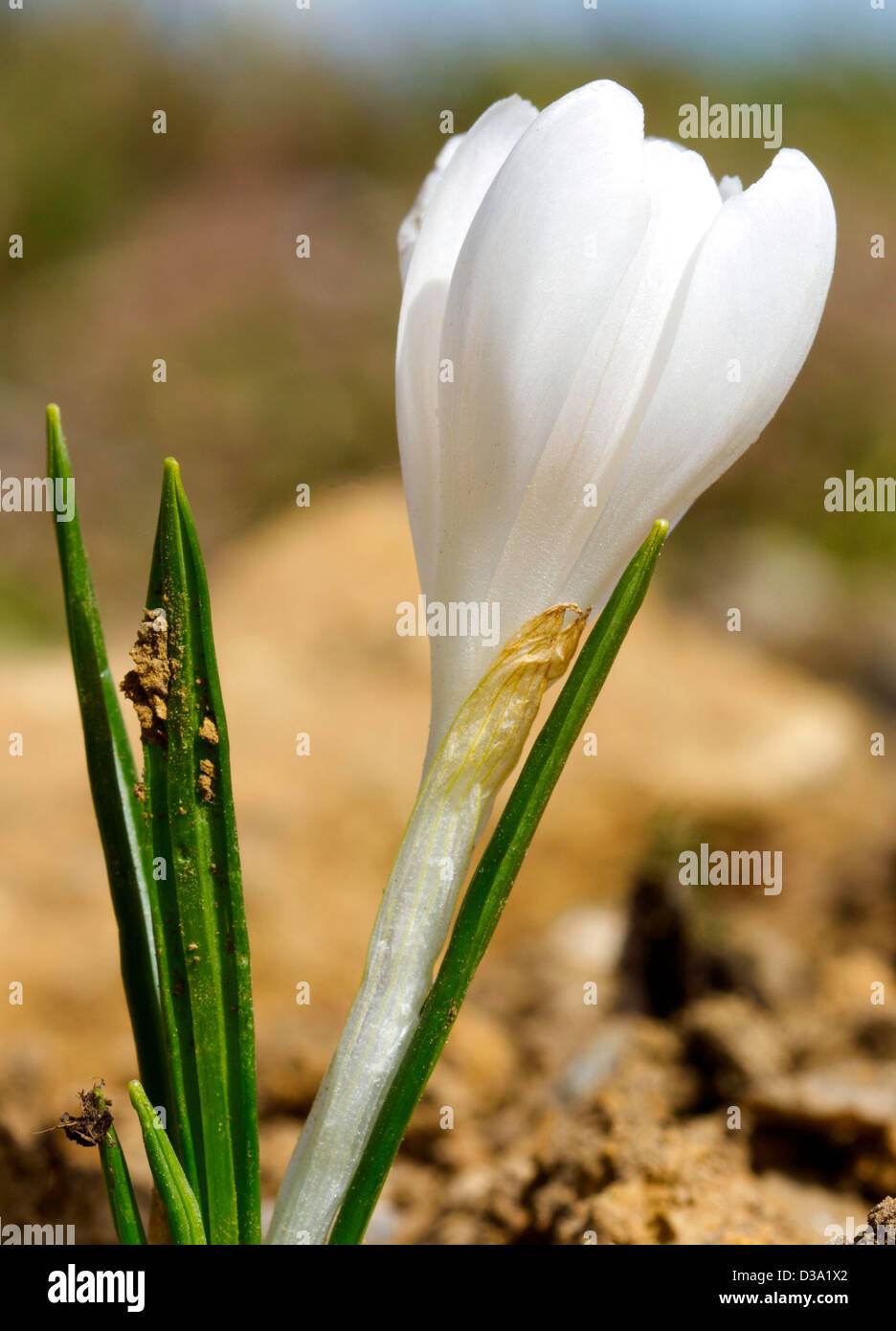 White crocus flower hi-res stock photography and images - Alamy