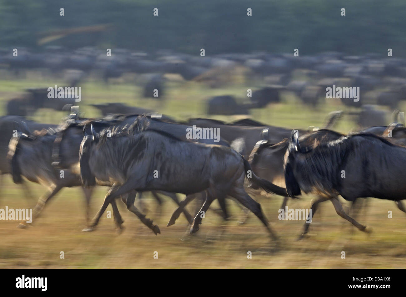 Gnu running hi-res stock photography and images - Alamy
