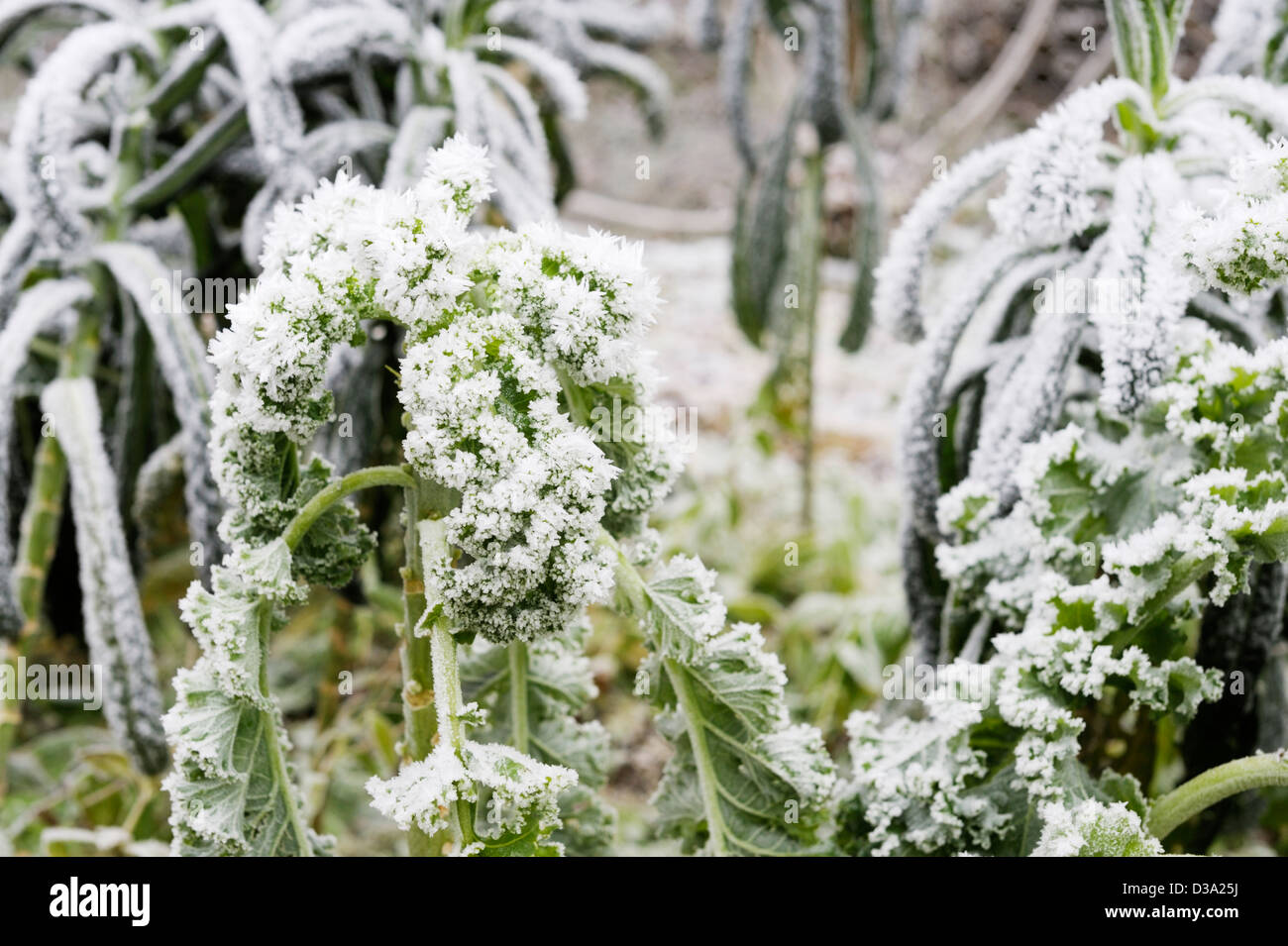Brassica oleracea var acephala brassica hi-res stock photography and ...
