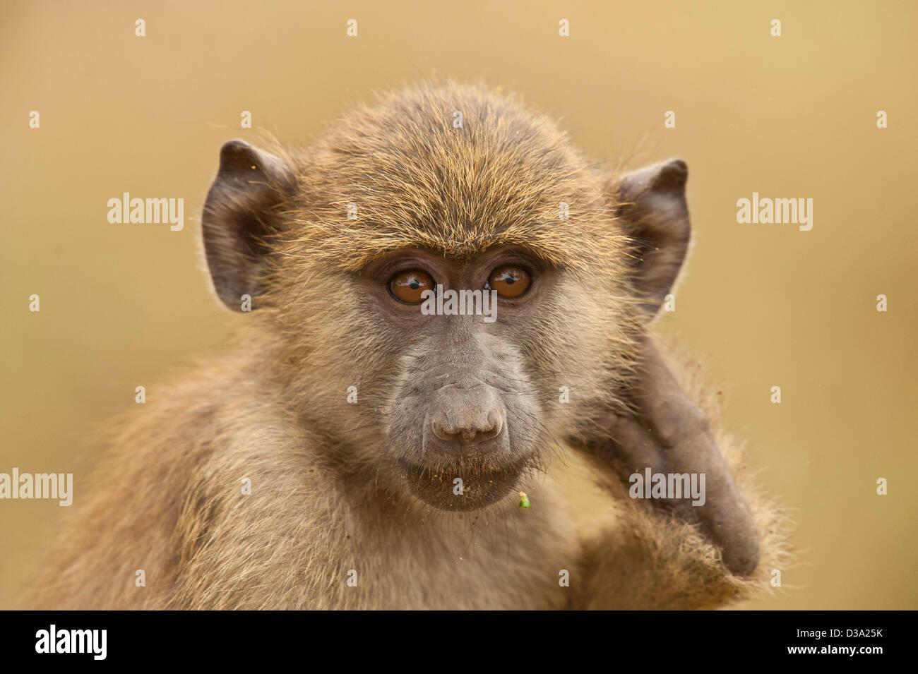 the look of an olive baboon Stock Photo - Alamy