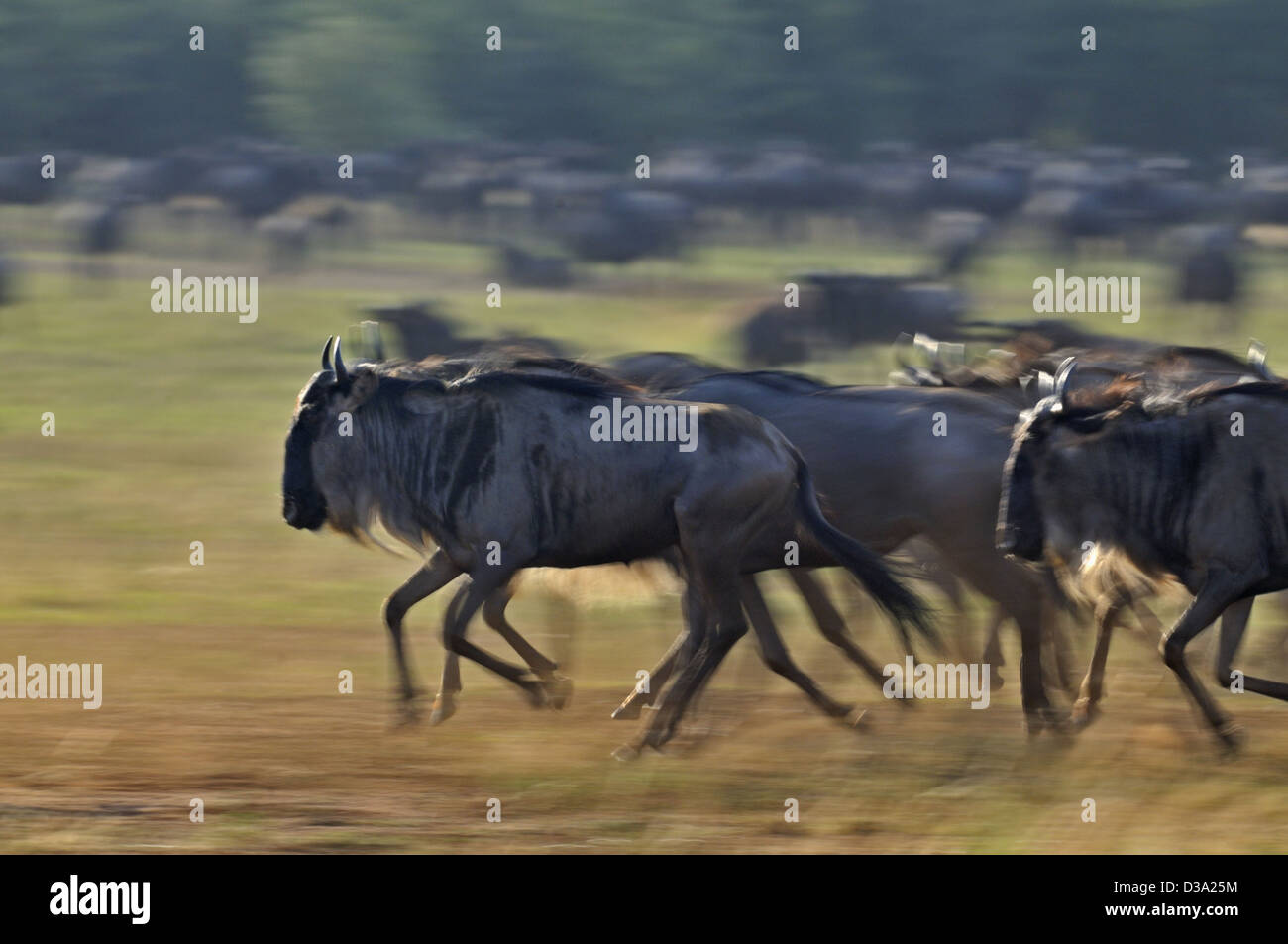 Wildebeest (or wildebeest, wildebeests or wildebai, gnu) on the run in ...