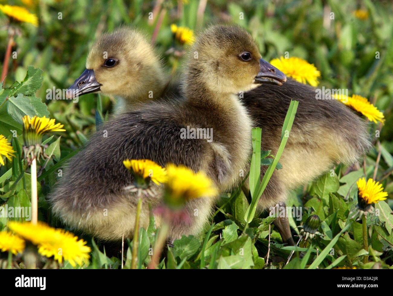 Human interest hum animals ducks grass flowers goose brant germany hi ...