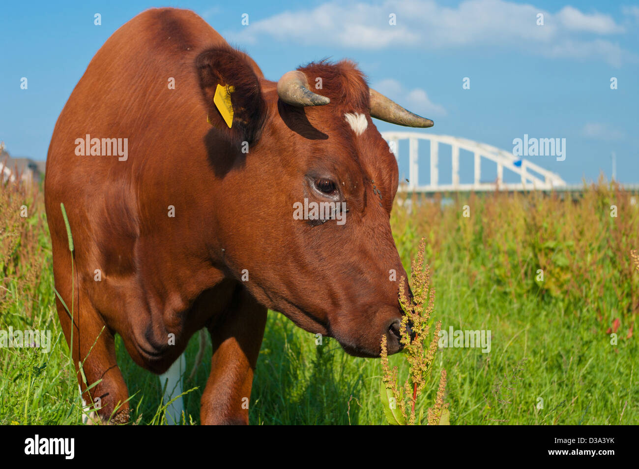 Brown cow bridge hi-res stock photography and images - Alamy