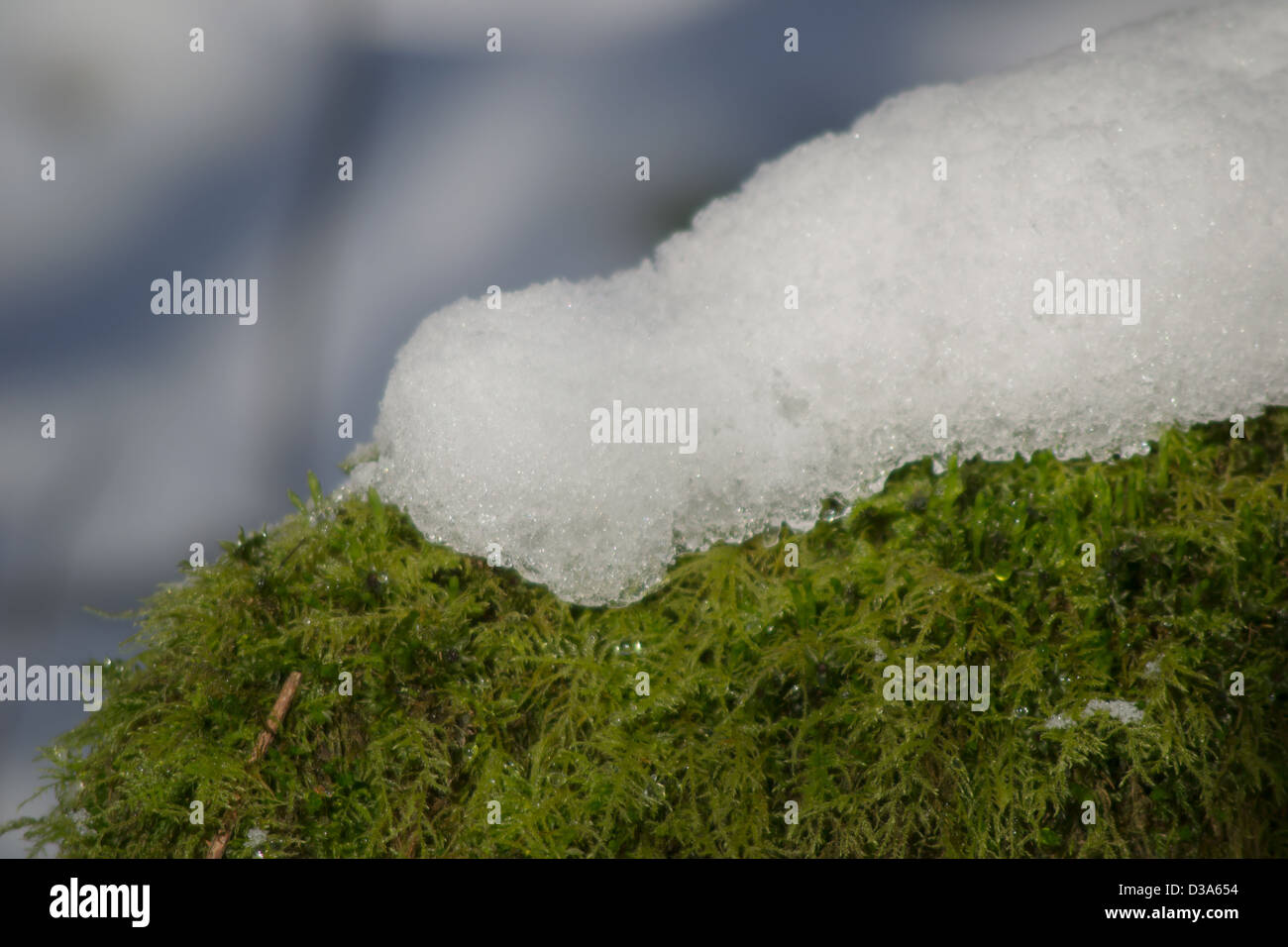 Moss and Snow Stock Photo - Alamy