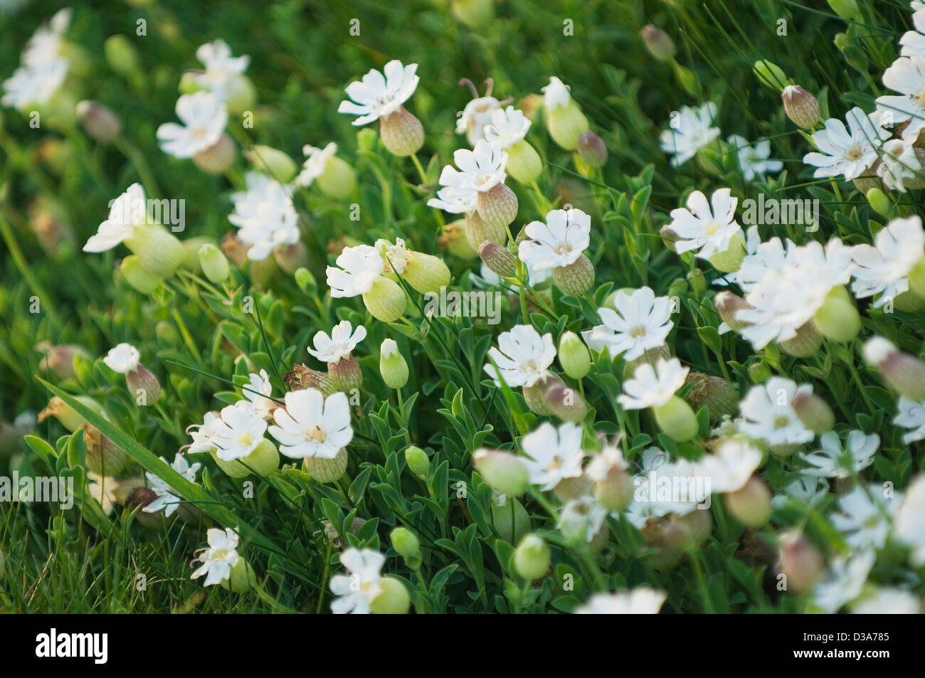 Silene latifolia hi-res stock photography and images - Alamy