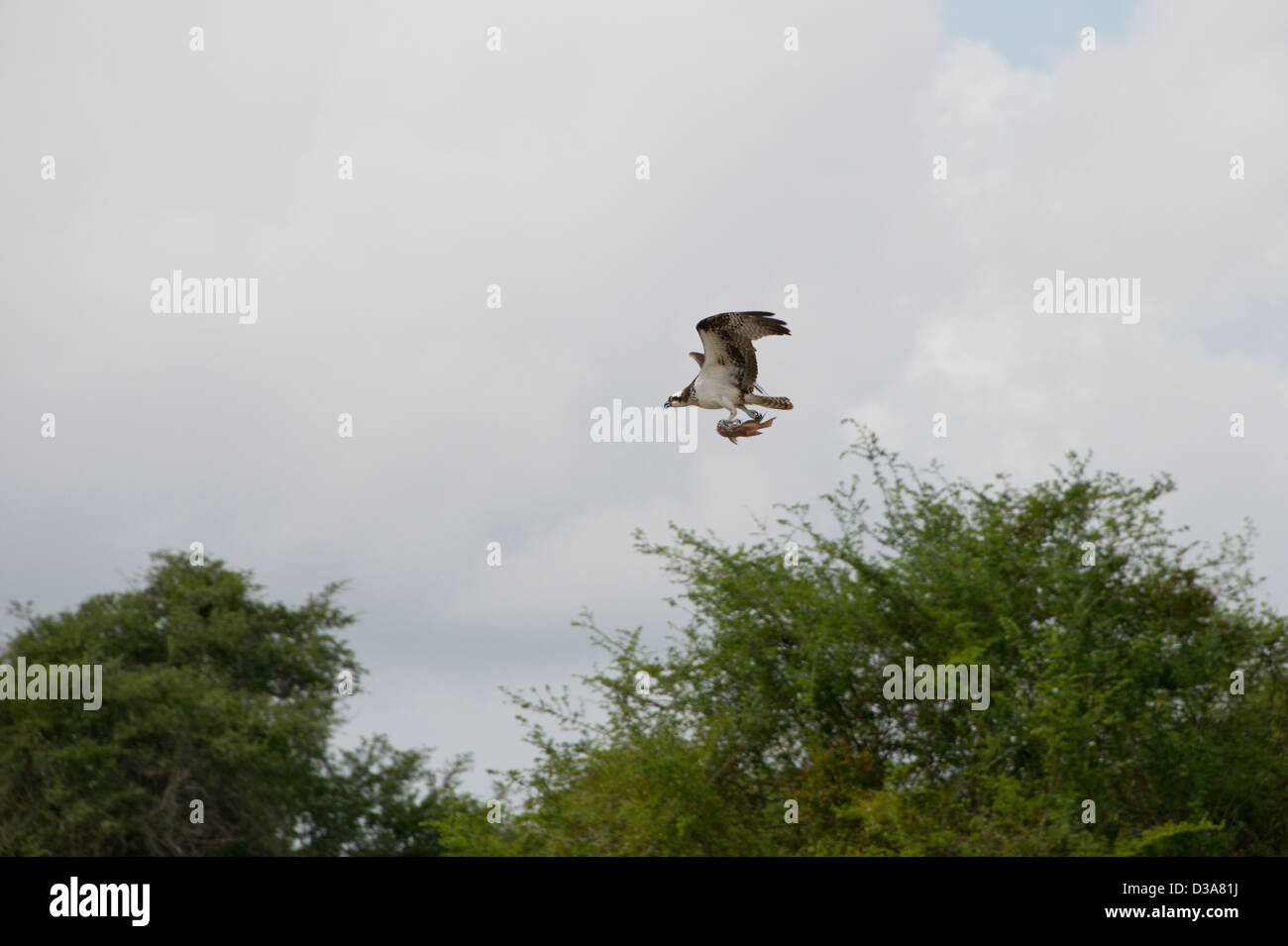 Sanctuary of pandion hi-res stock photography and images - Alamy