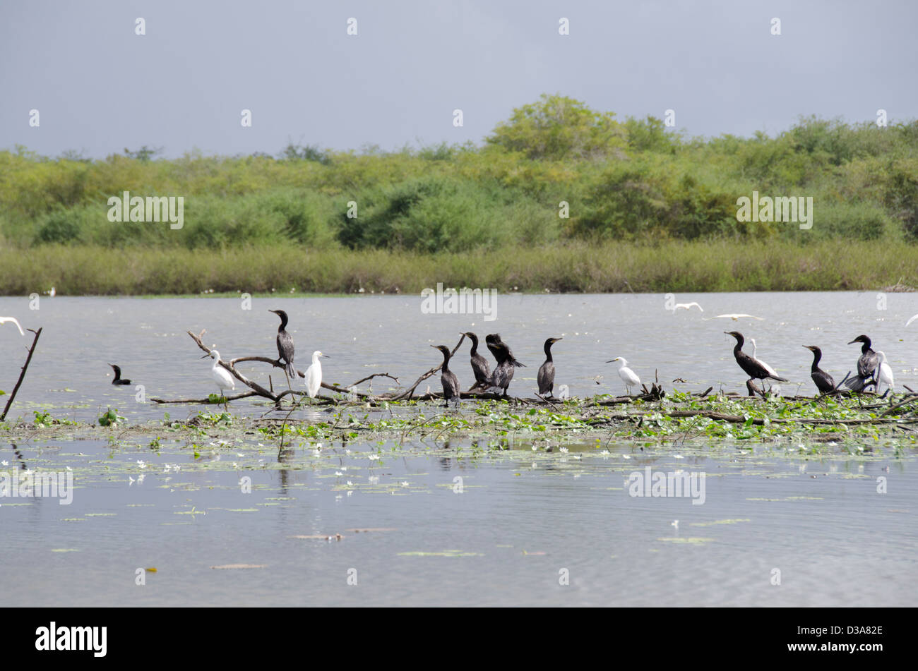 Belize, Crooked Tree Wildlife Sanctuary. Terns, egrets, and Neotropic ...
