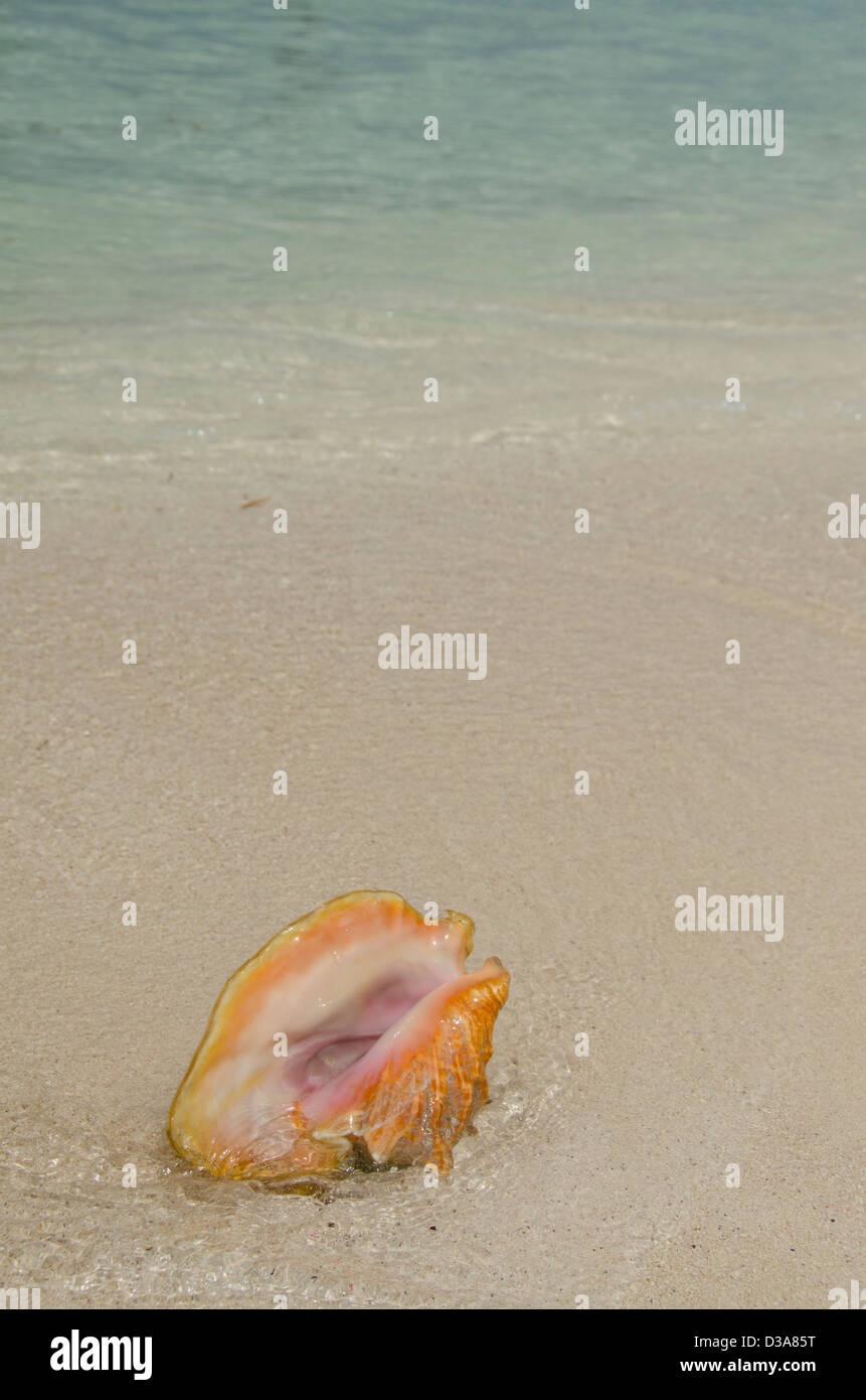 Belize, Caribbean Sea, Glover's Reef. Conch shell on Belizean beach ...