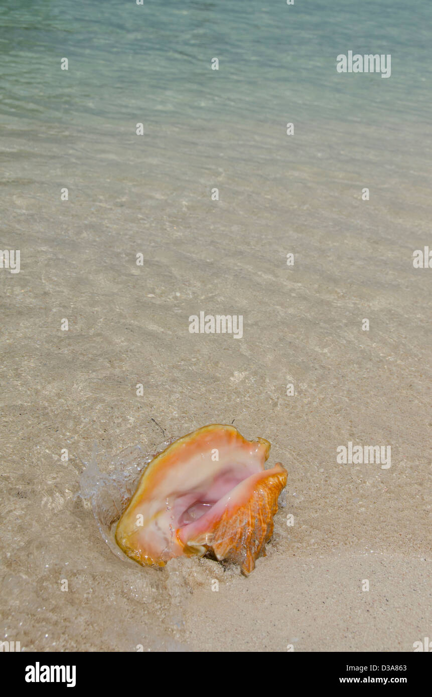Belize, Caribbean Sea, Glover's Reef. Conch shell on Belizean beach ...