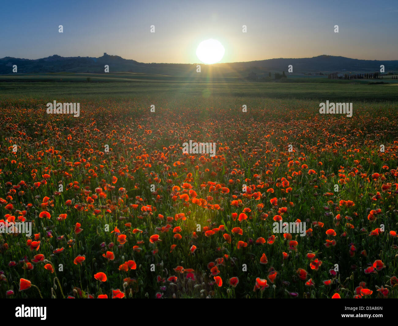 Sun shades poppies hi-res stock photography and images - Alamy