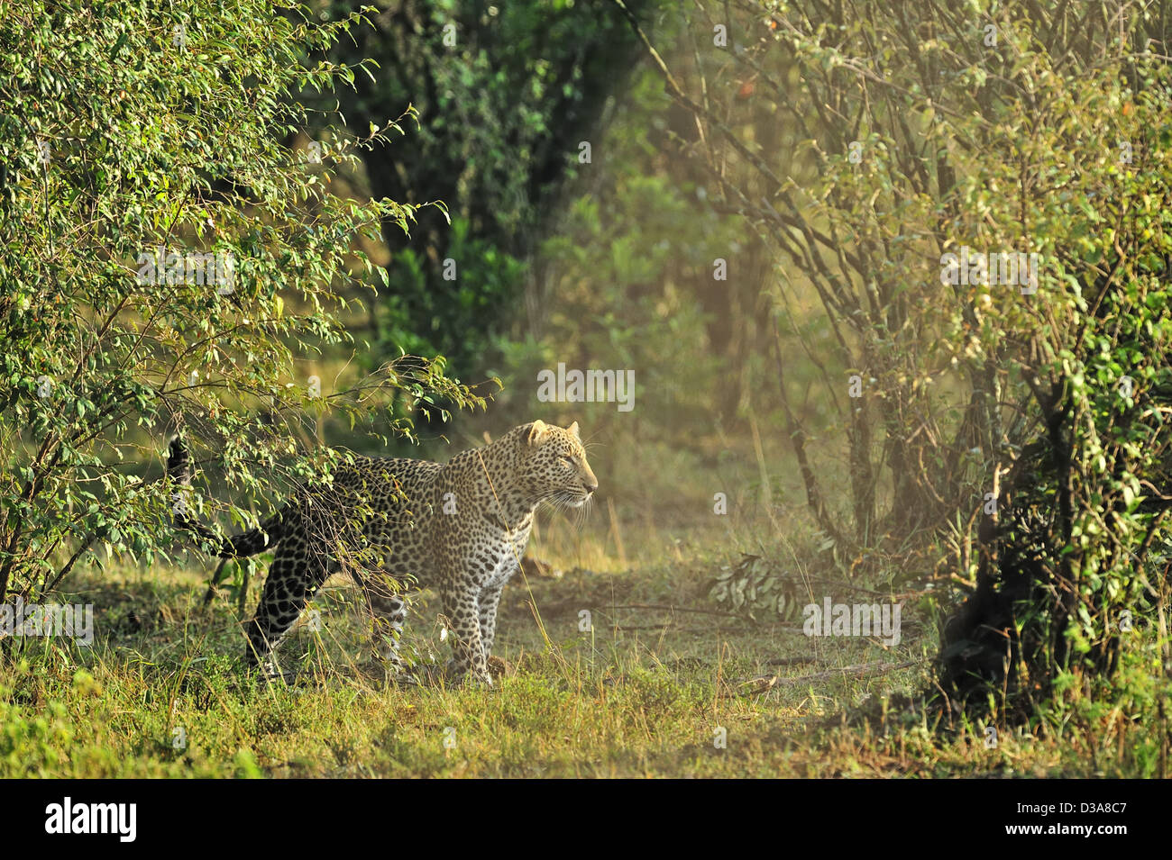 African woodlands hi-res stock photography and images - Alamy