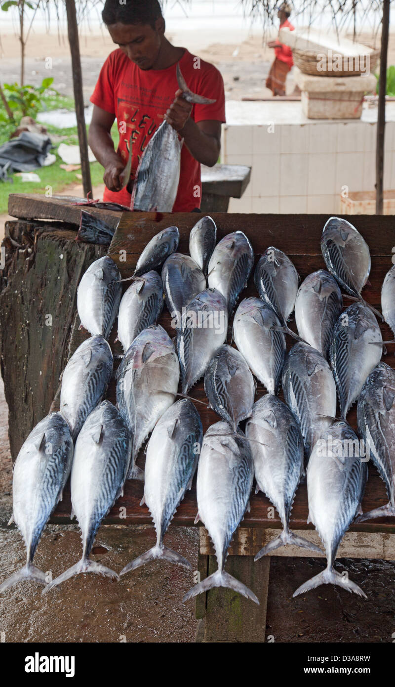 A stallholder prepares fish behind his fresh fish stall in Mirissa ...