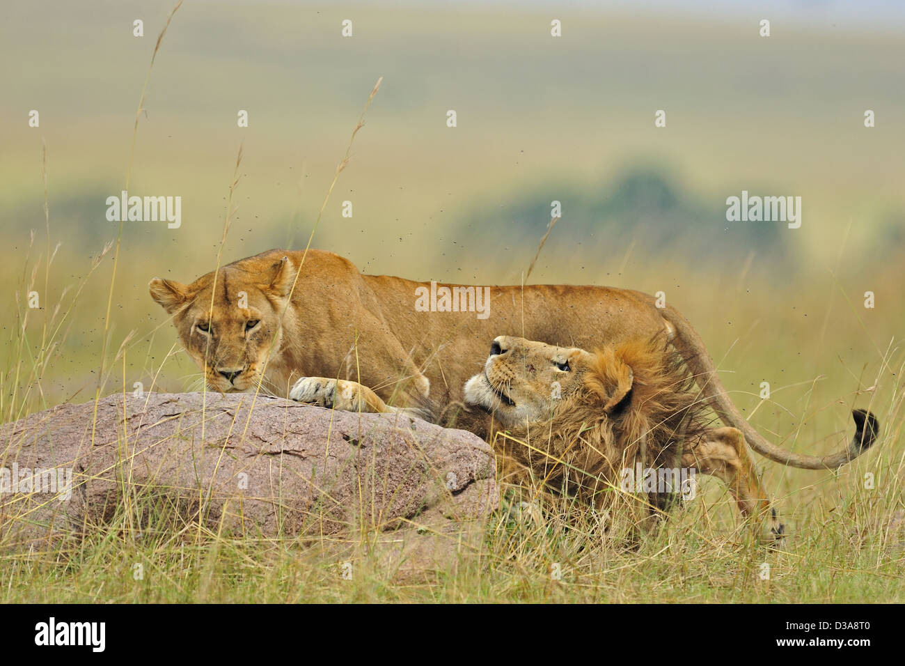 Mating lions in the grasses of Masai Mara, Kenya, Africa Stock Photo ...