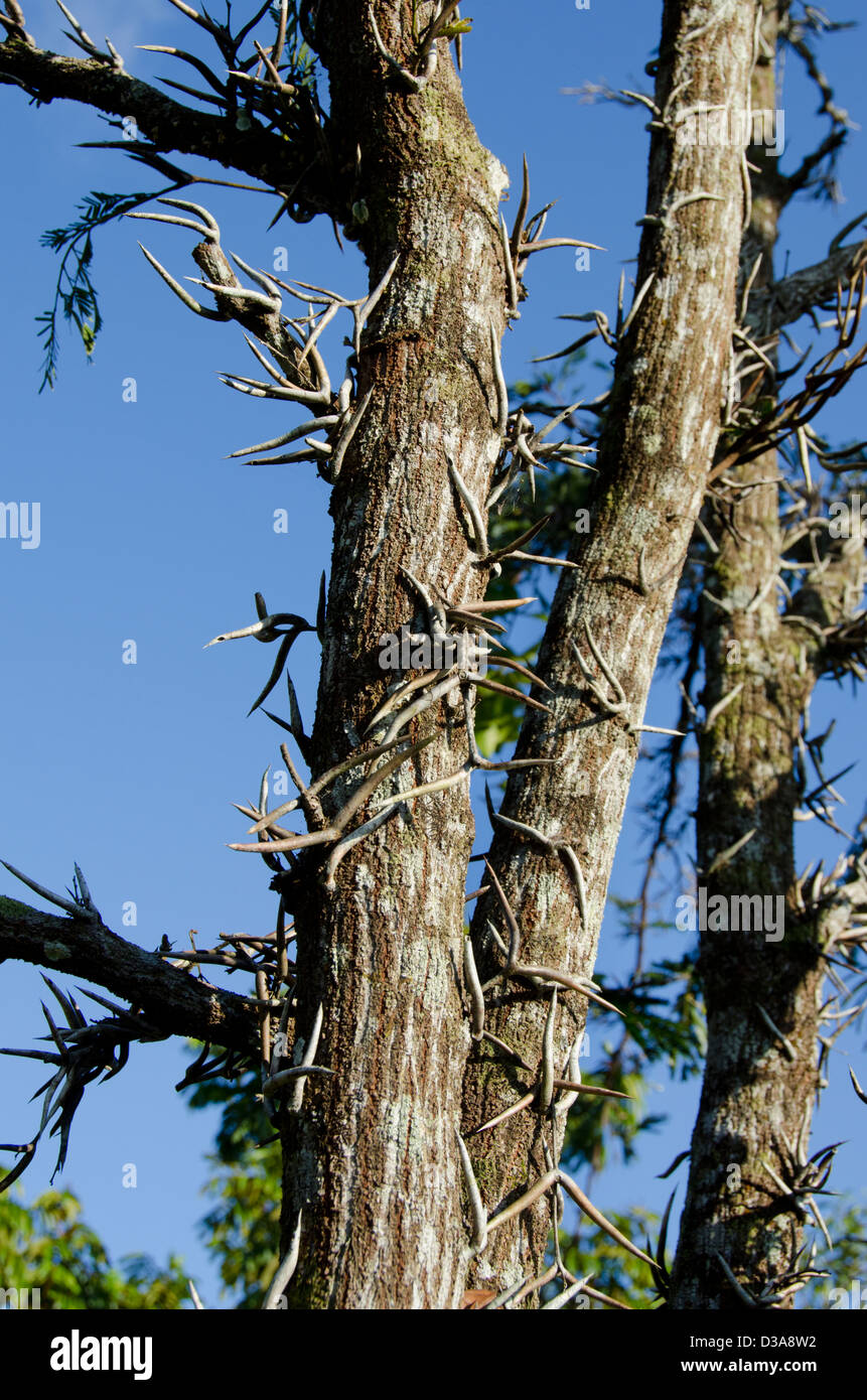 Bullhorn acacia acacia cornigera hi-res stock photography and images ...