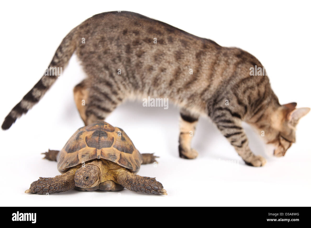 Striped cat ignores his friend turtle, isolated on white Stock Photo ...