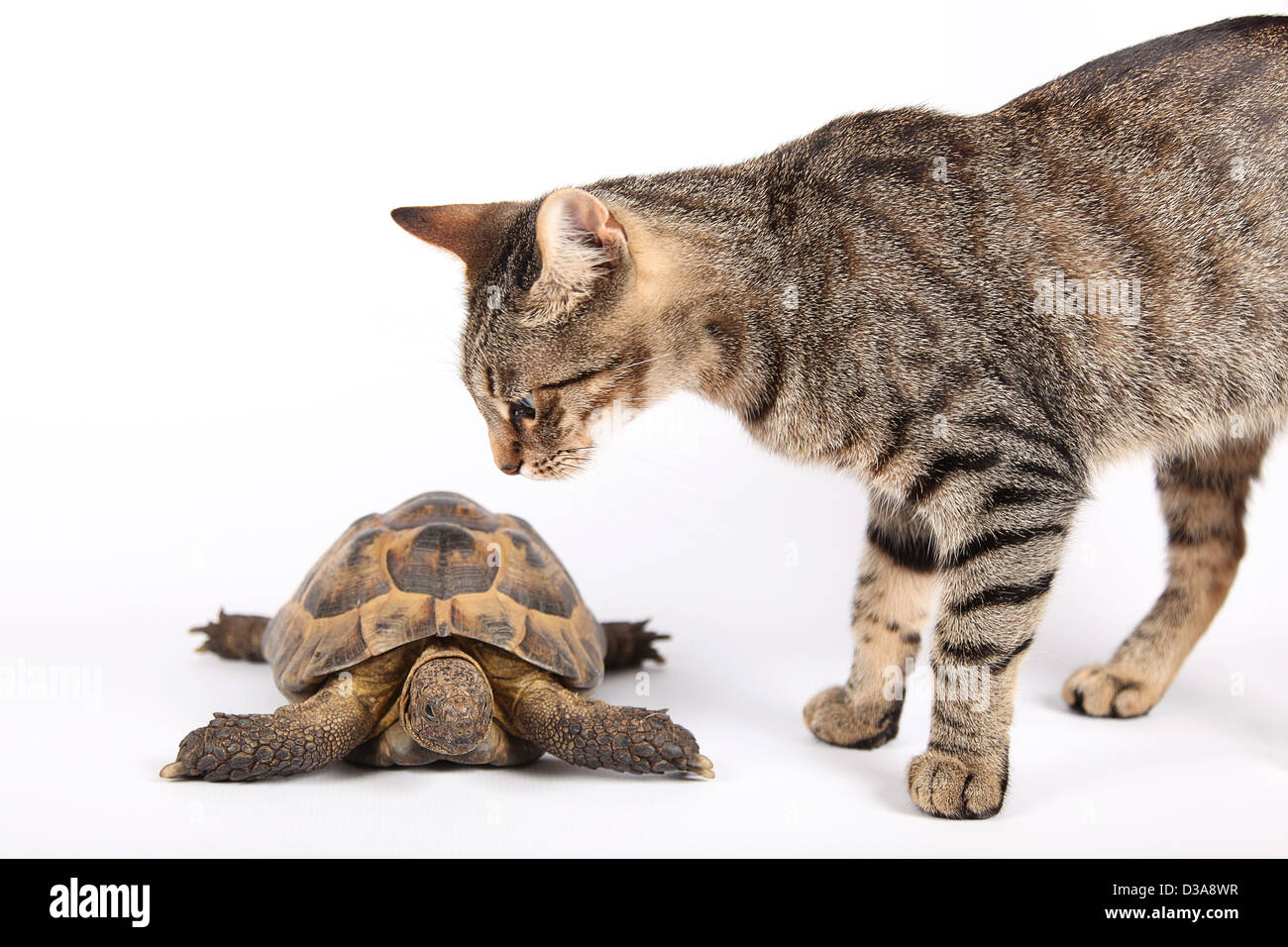 Cat kitten and turtle hi-res stock photography and images - Alamy