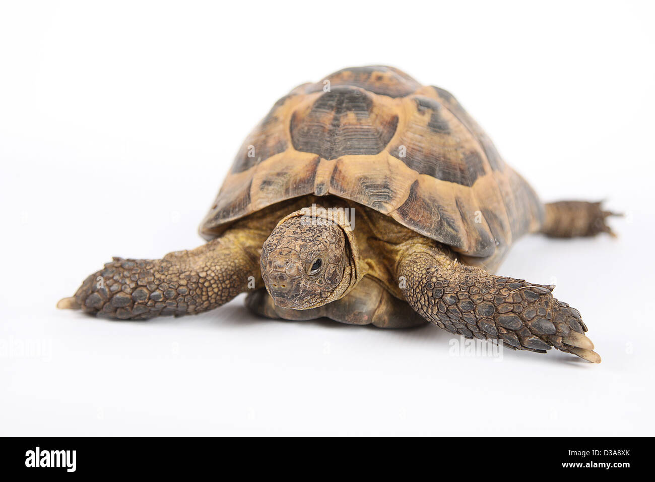 Land turtle isolated on white Stock Photo - Alamy
