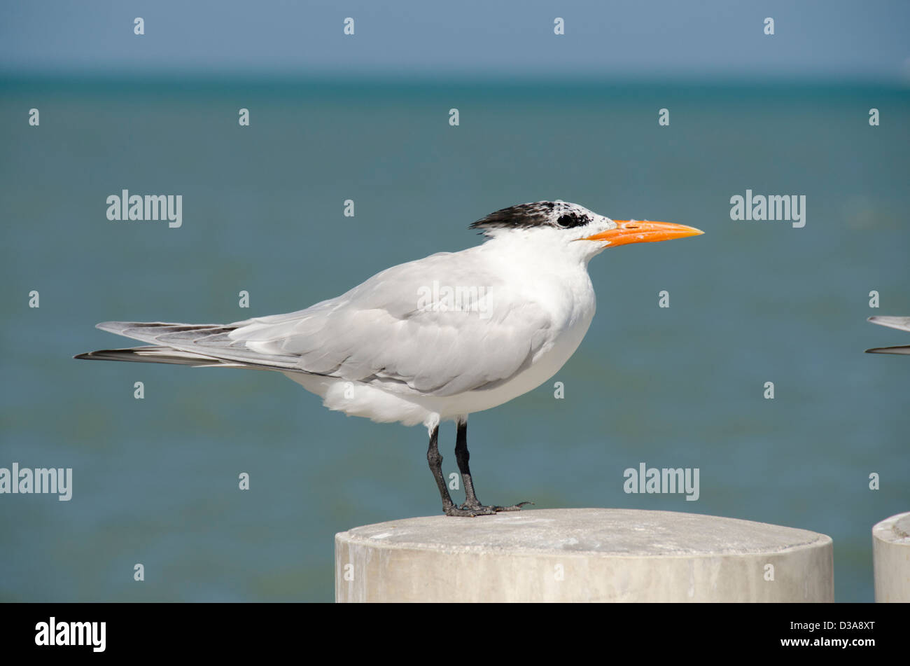 Belize, Caribbean Sea, Belize City. Royal Tern (WILD: Sterna maxima) on ...