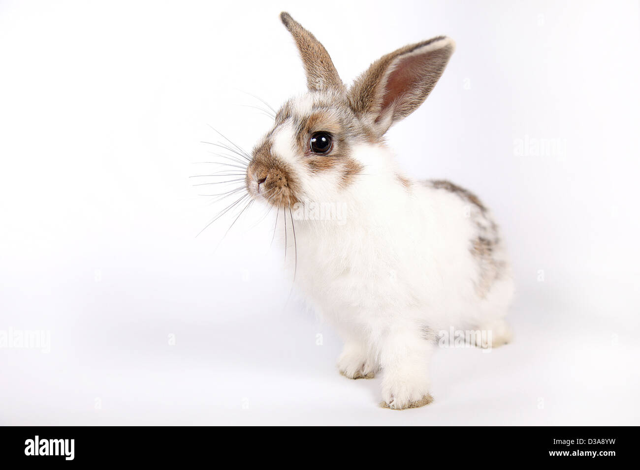 White bunny with ginger marks isolated on white, studio shot Stock ...