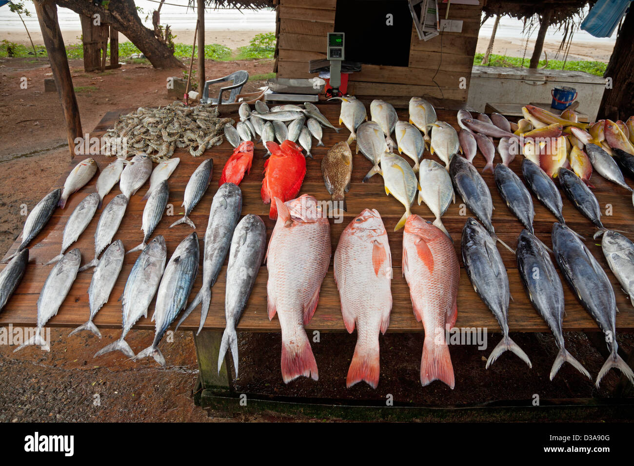 Fresh fish display hi-res stock photography and images - Alamy