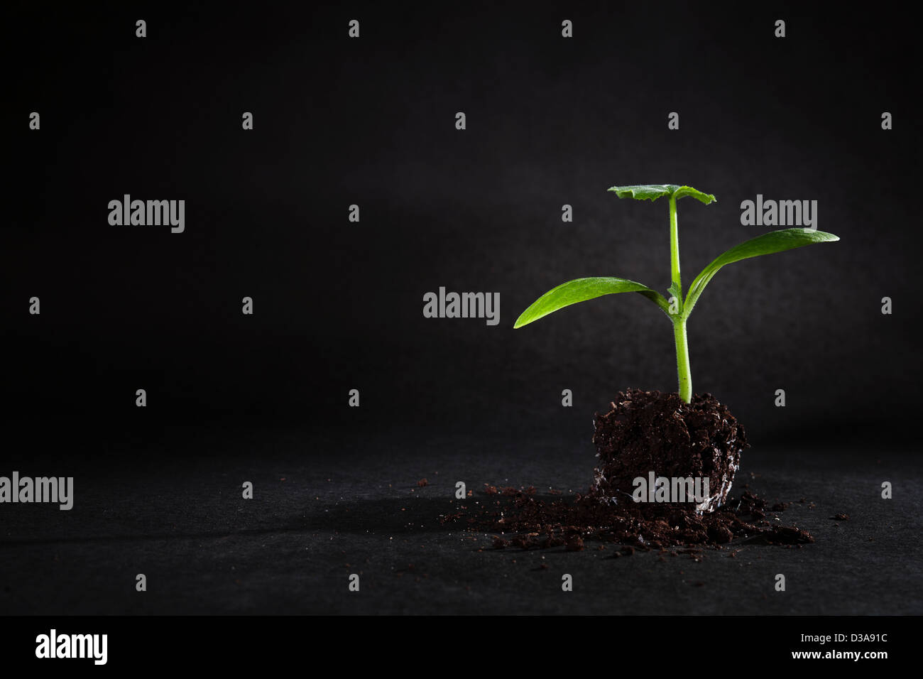 Sprouting seed hi-res stock photography and images - Alamy