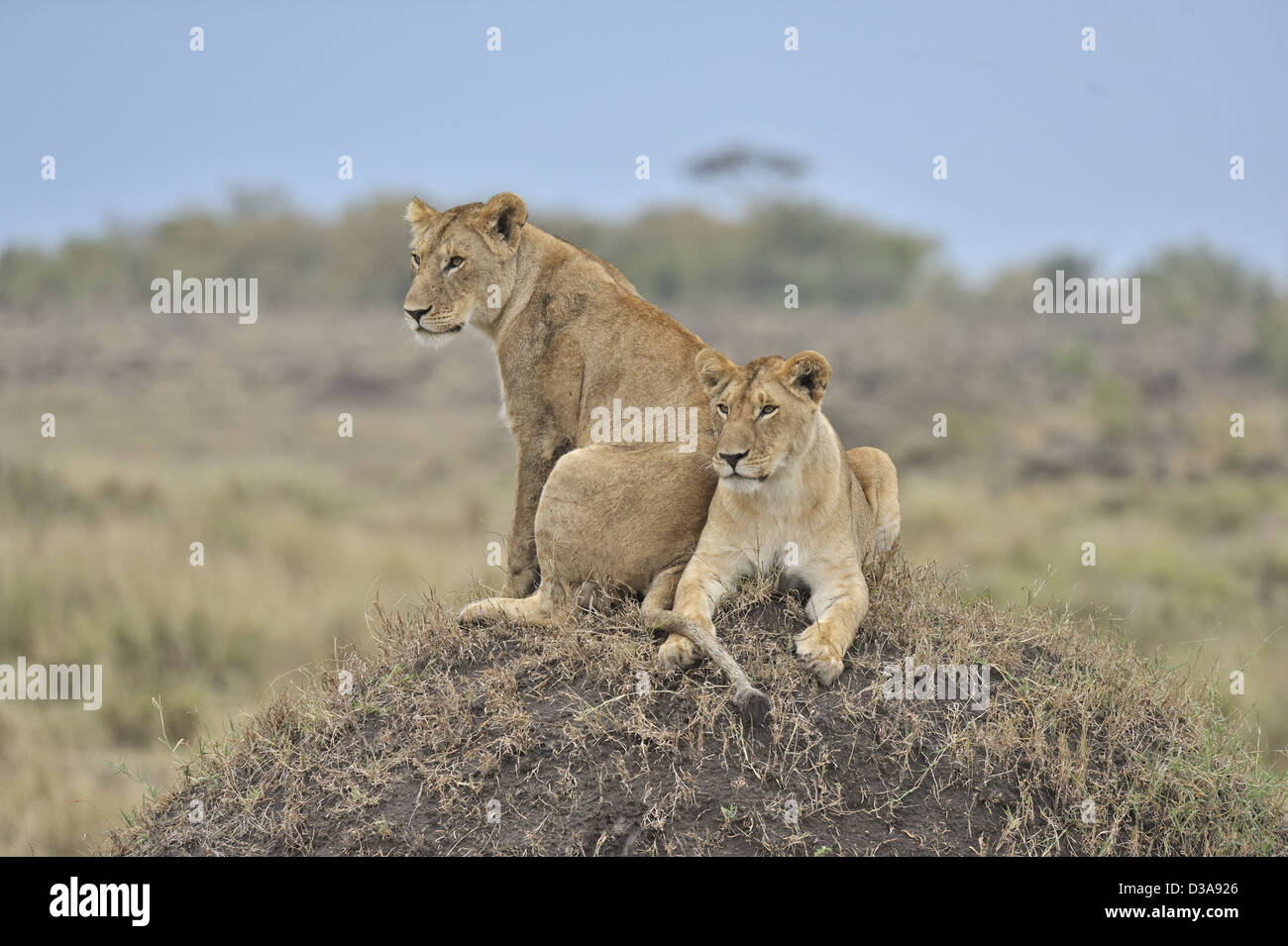 Group of lioness hi-res stock photography and images - Alamy